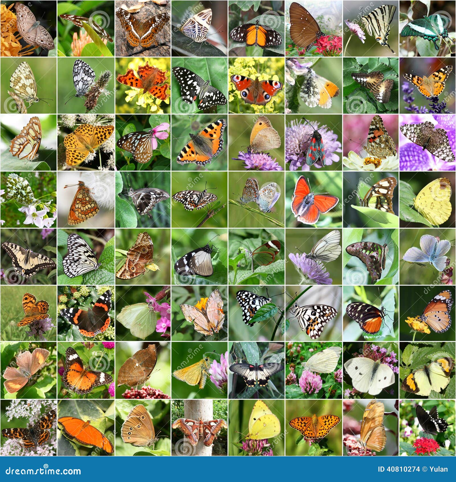 Collage de la mariposa foto de archivo. Imagen de retroceder - 40810274