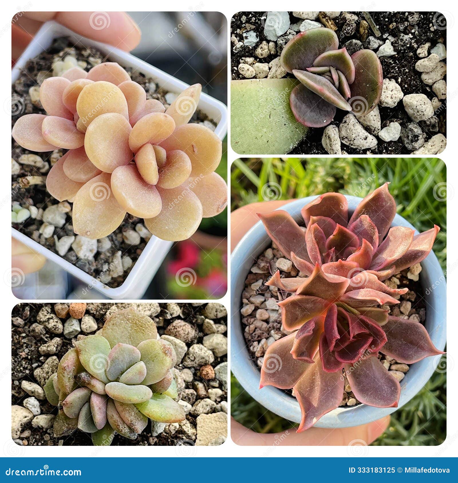 Collage De La Naturaleza De La Flor De La Everia Imagen de archivo ...