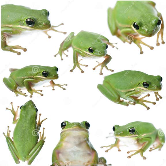 Collage de la rana foto de archivo. Imagen de retrato - 25175748