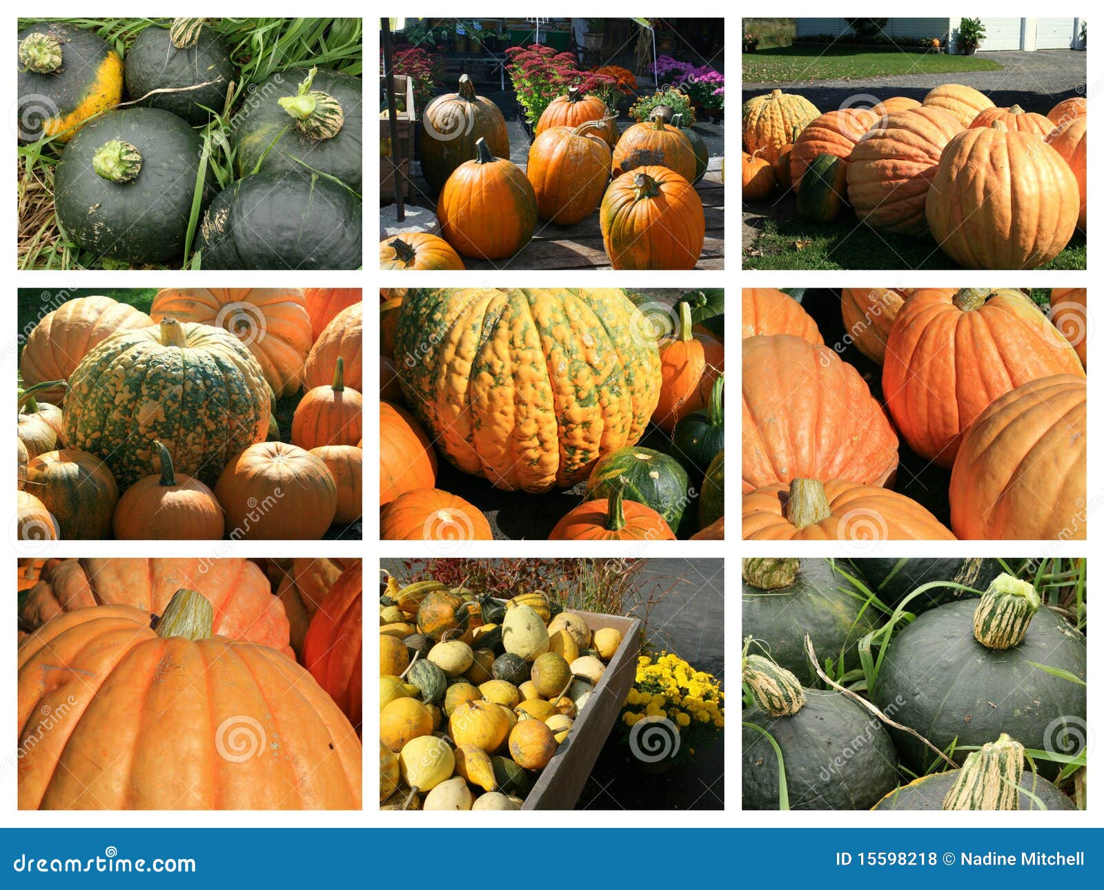 Collage De Las Calabazas De La Caída Foto de archivo - Imagen de ...
