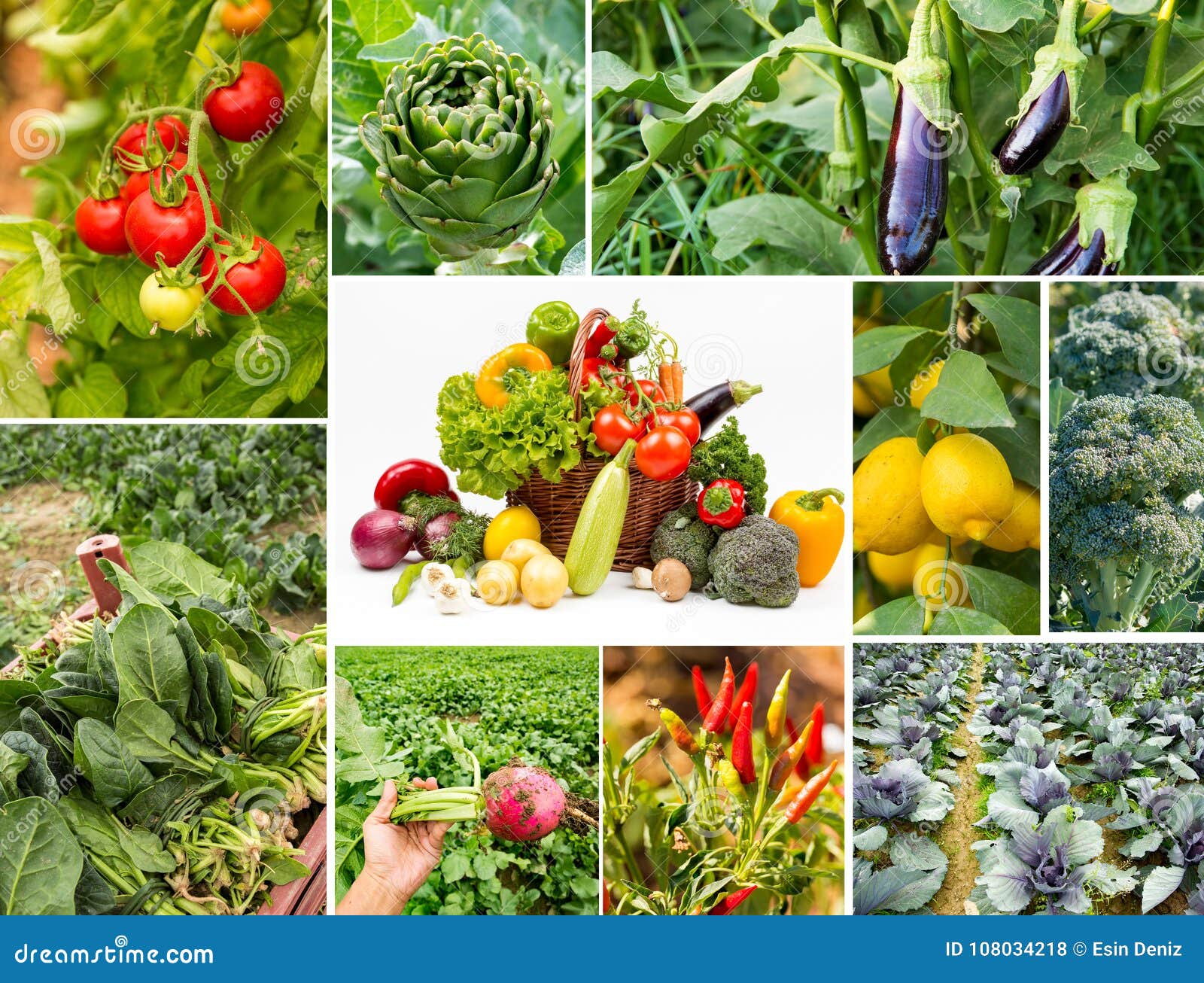 Collage De Las Frutas Y Verdura Foto de archivo - Imagen de travieso ...