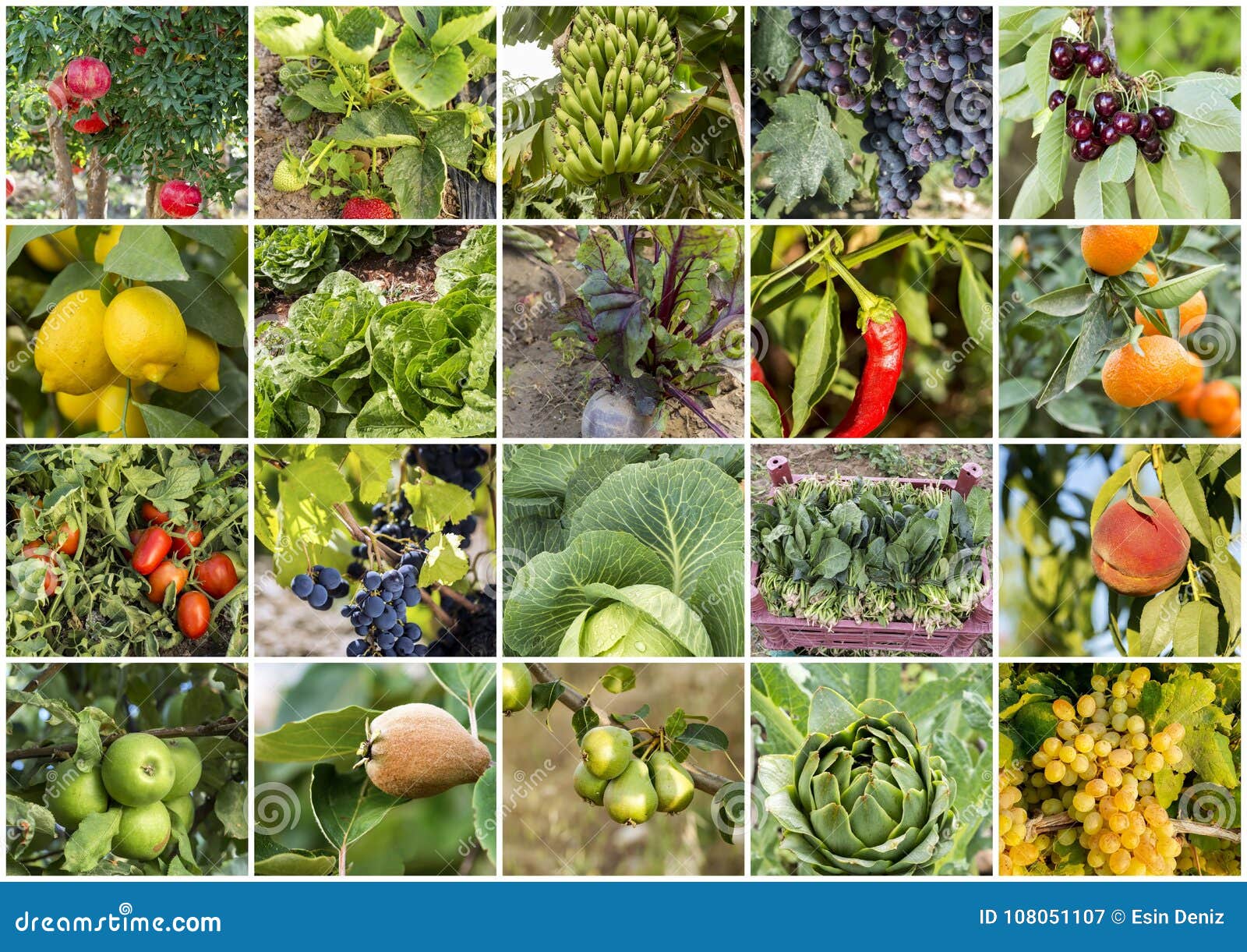 Collage De Frutas Y Verduras