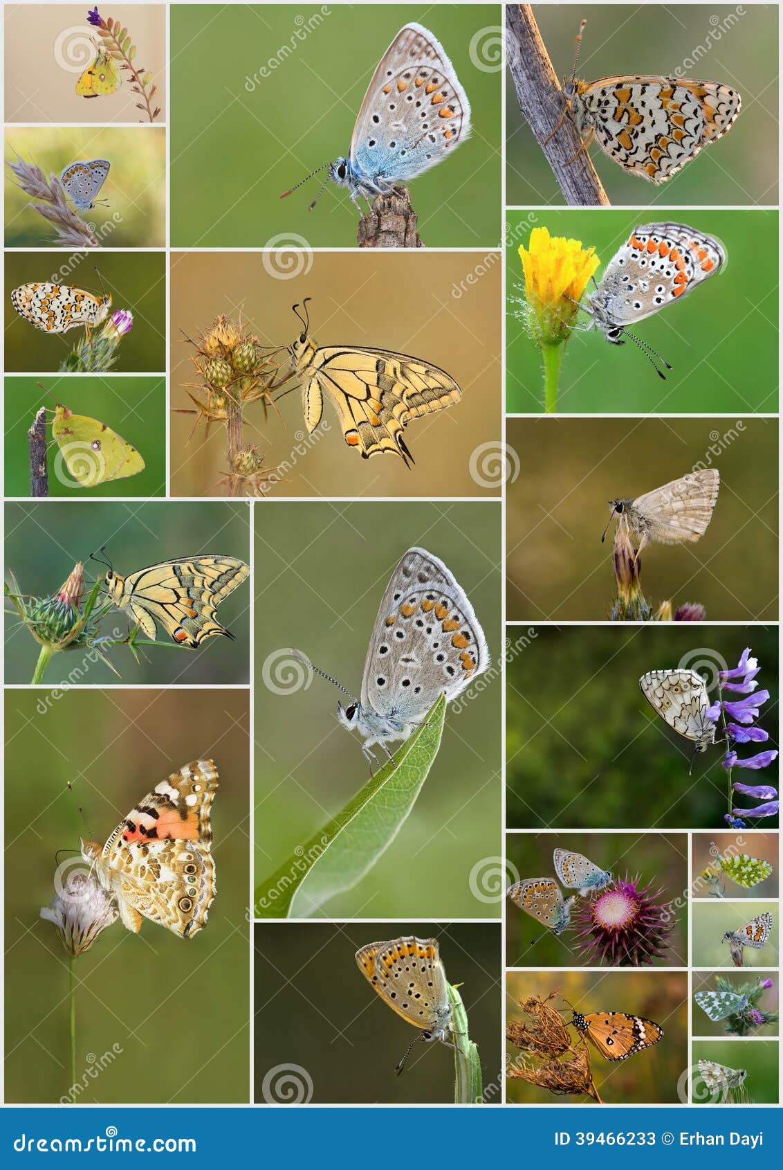 Collage de las mariposas imagen de archivo. Imagen de color - 39466233