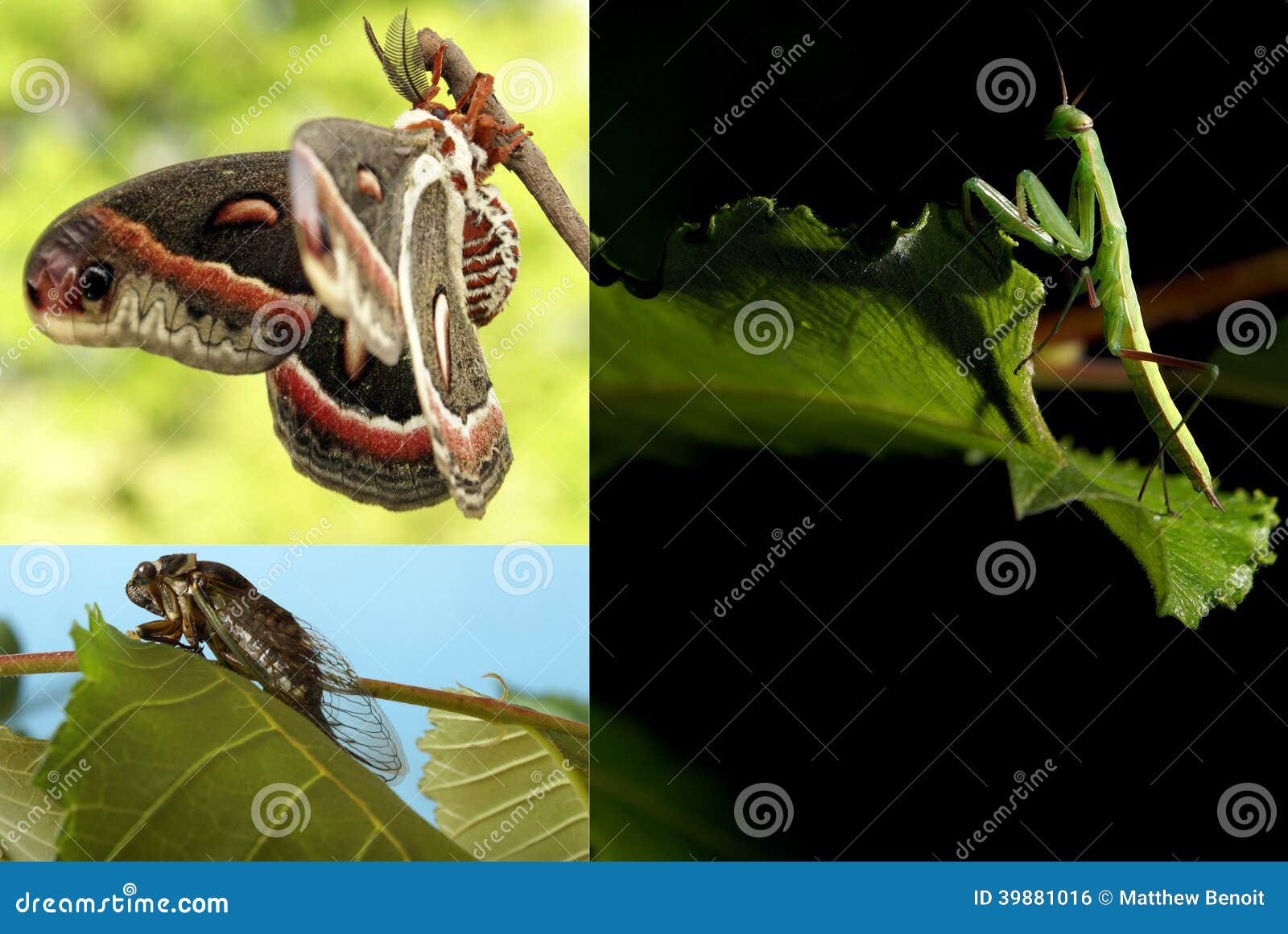 Collage de los insectos foto de archivo. Imagen de insecto - 39881016