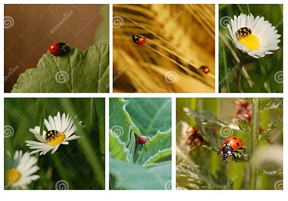 Collage de los Ladybugs foto de archivo. Imagen de insecto - 11813690