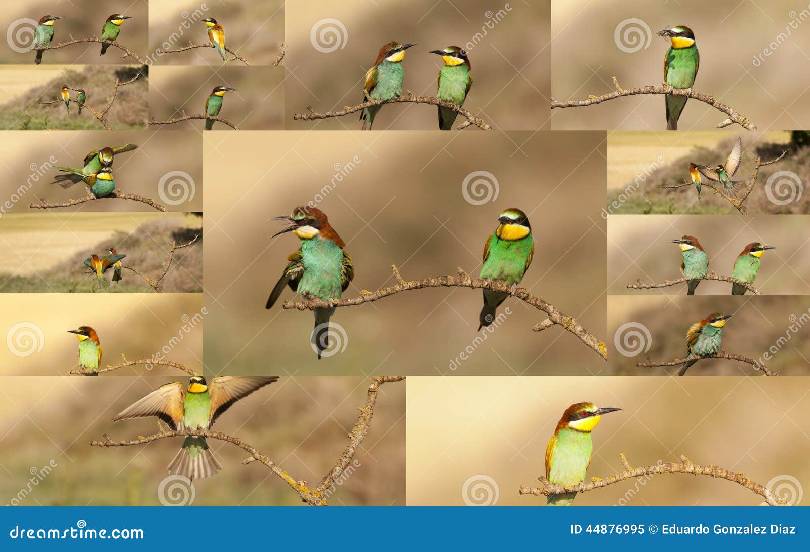 Collage De Los Pájaros Del Abeja-comedor Imagen de archivo - Imagen de ...
