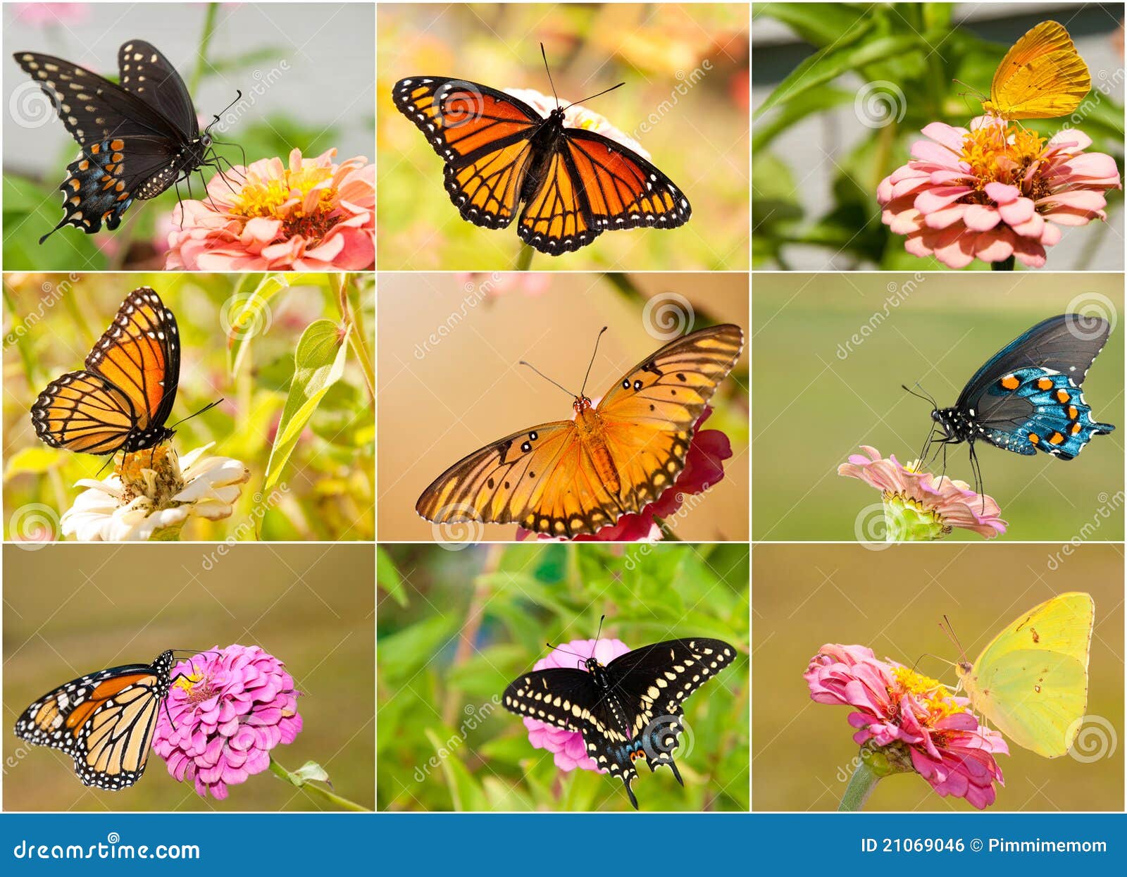 Collage De Mariposas Brillantes, Coloridas Foto de archivo - Imagen de ...