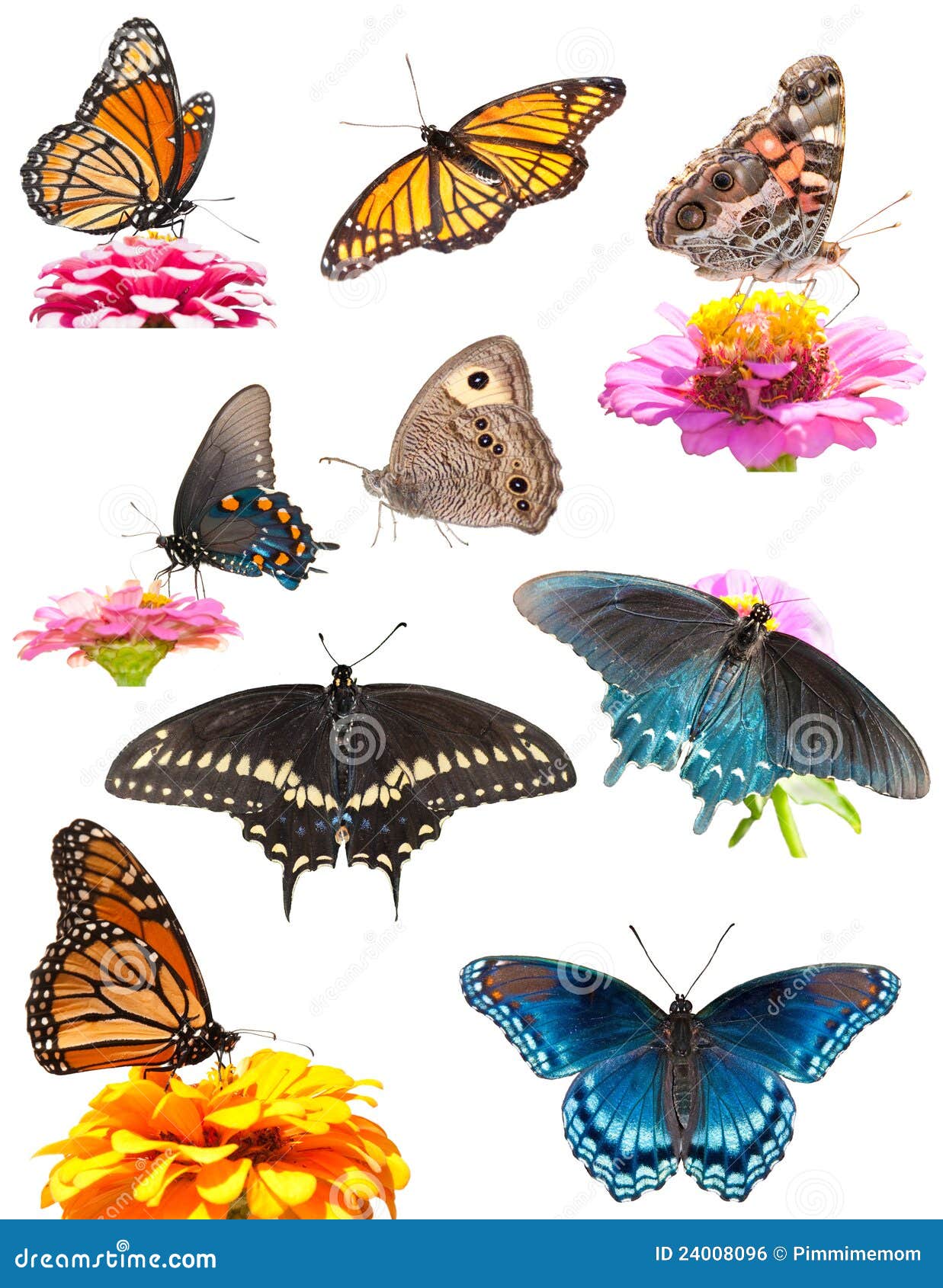 Collage De Mariposas Brillantes, Coloridas Foto de archivo - Imagen de ...