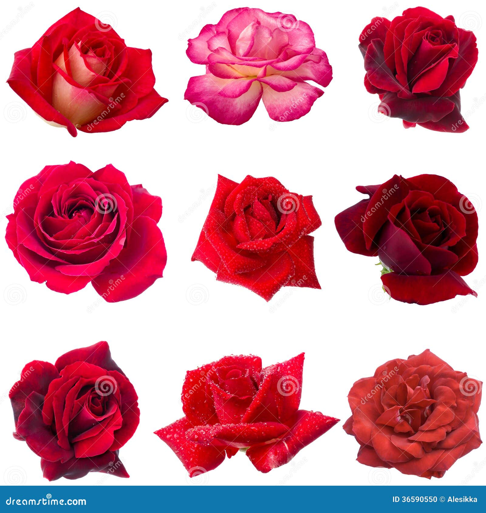 Collage De Neuf Roses Rouges Photo stock - Image du beauté ...