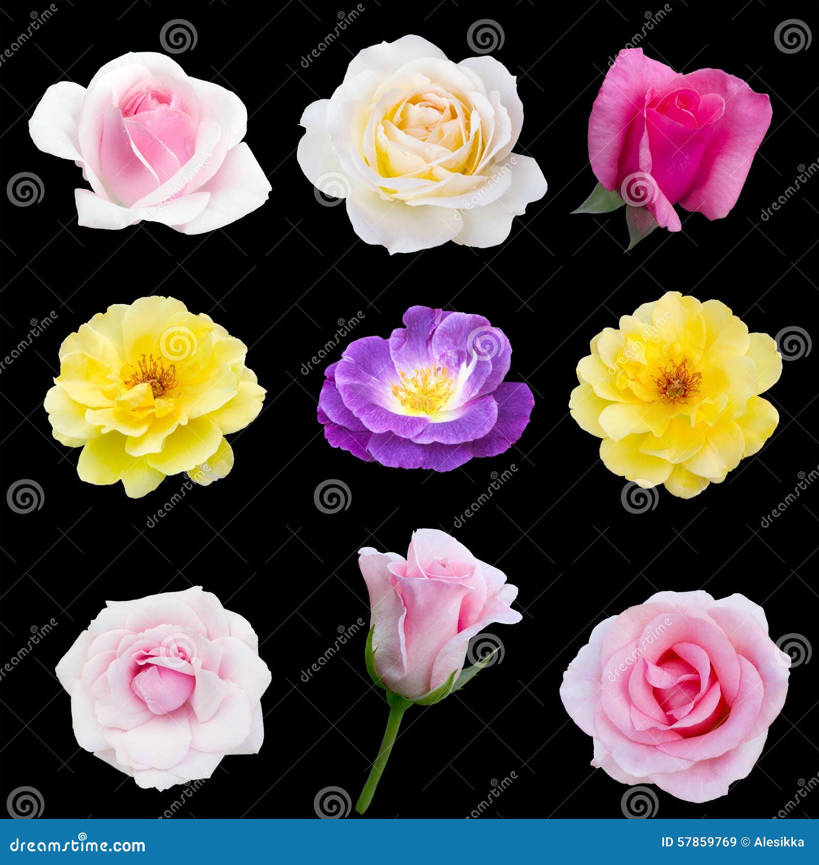 Collage de nueve rosas imagen de archivo. Imagen de fragilidad - 57859769