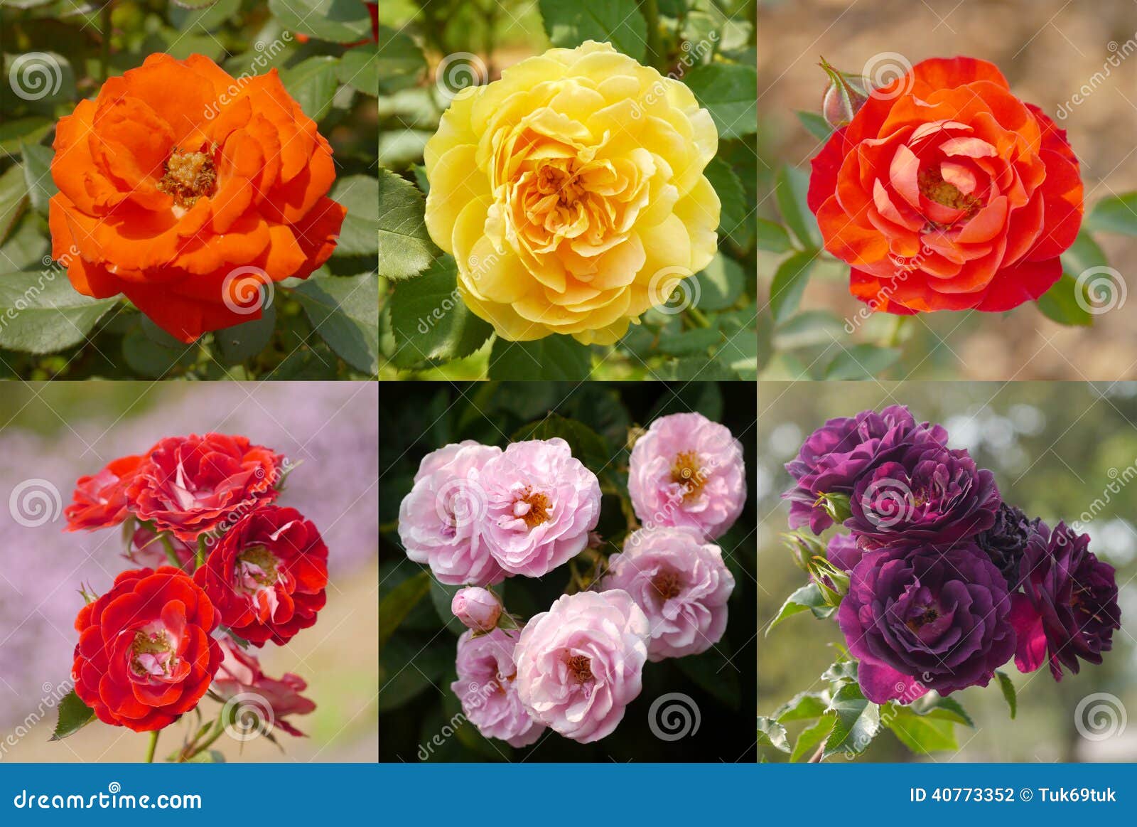 Collage de rosas foto de archivo. Imagen de verde, ramo - 40773352