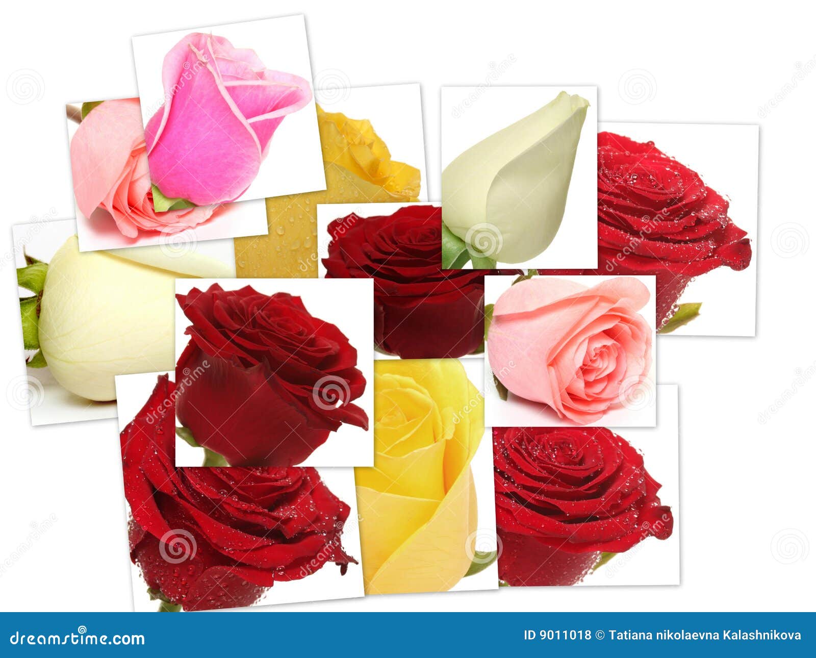 Collage De Rosas De Las Fotos Foto de archivo - Imagen de rosebudo ...
