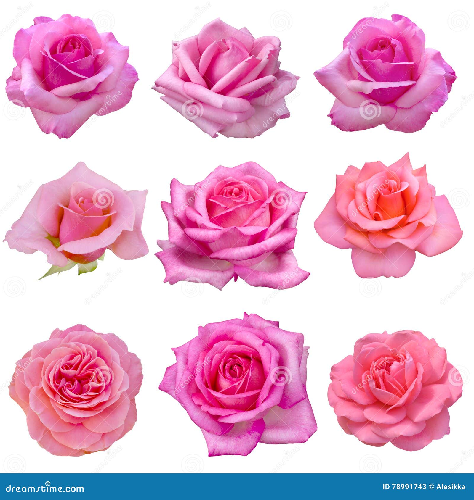 Collage de rosas rosadas imagen de archivo. Imagen de adornado - 78991743