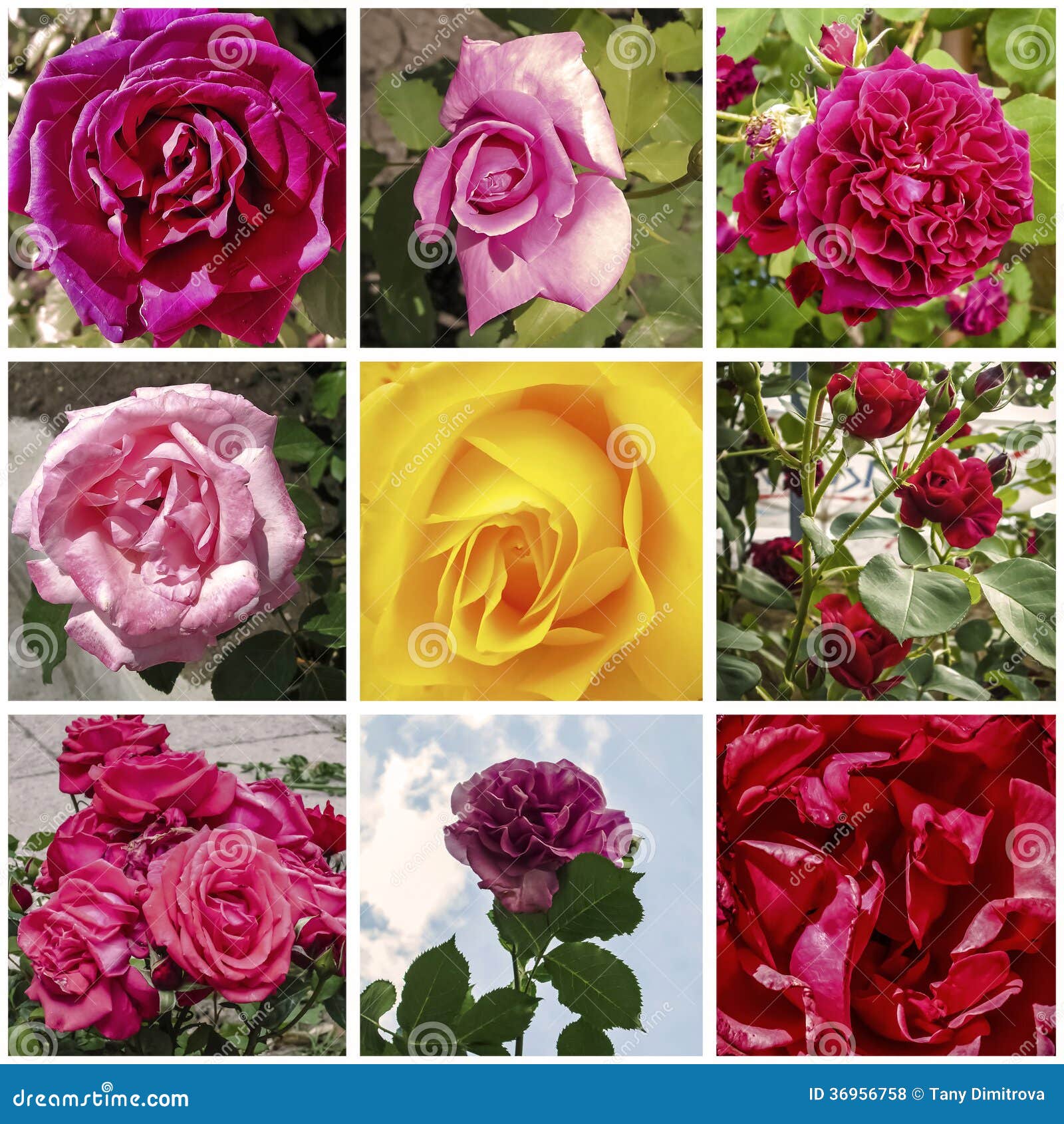 Collage de roses photo stock. Image du pétales, collage - 36956758