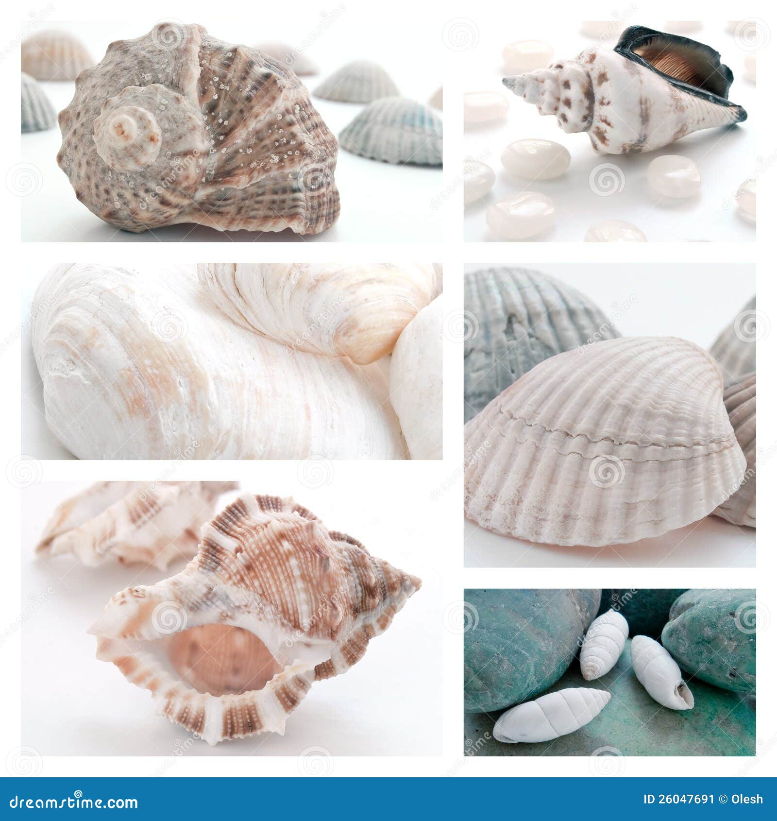 Collage de seashells imagen de archivo. Imagen de arena - 26047691