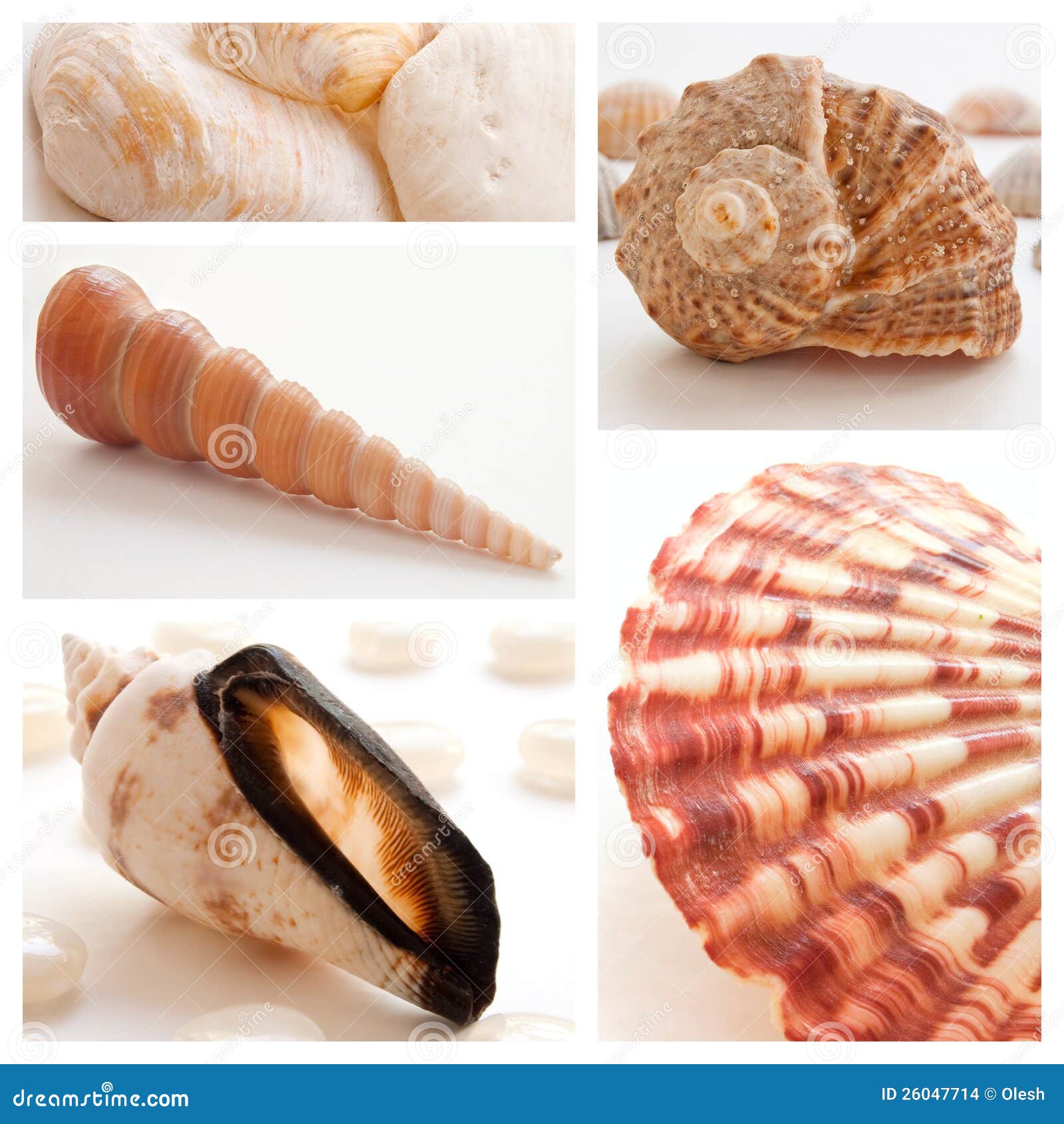 Collage de seashells foto de archivo. Imagen de dunas - 26047714