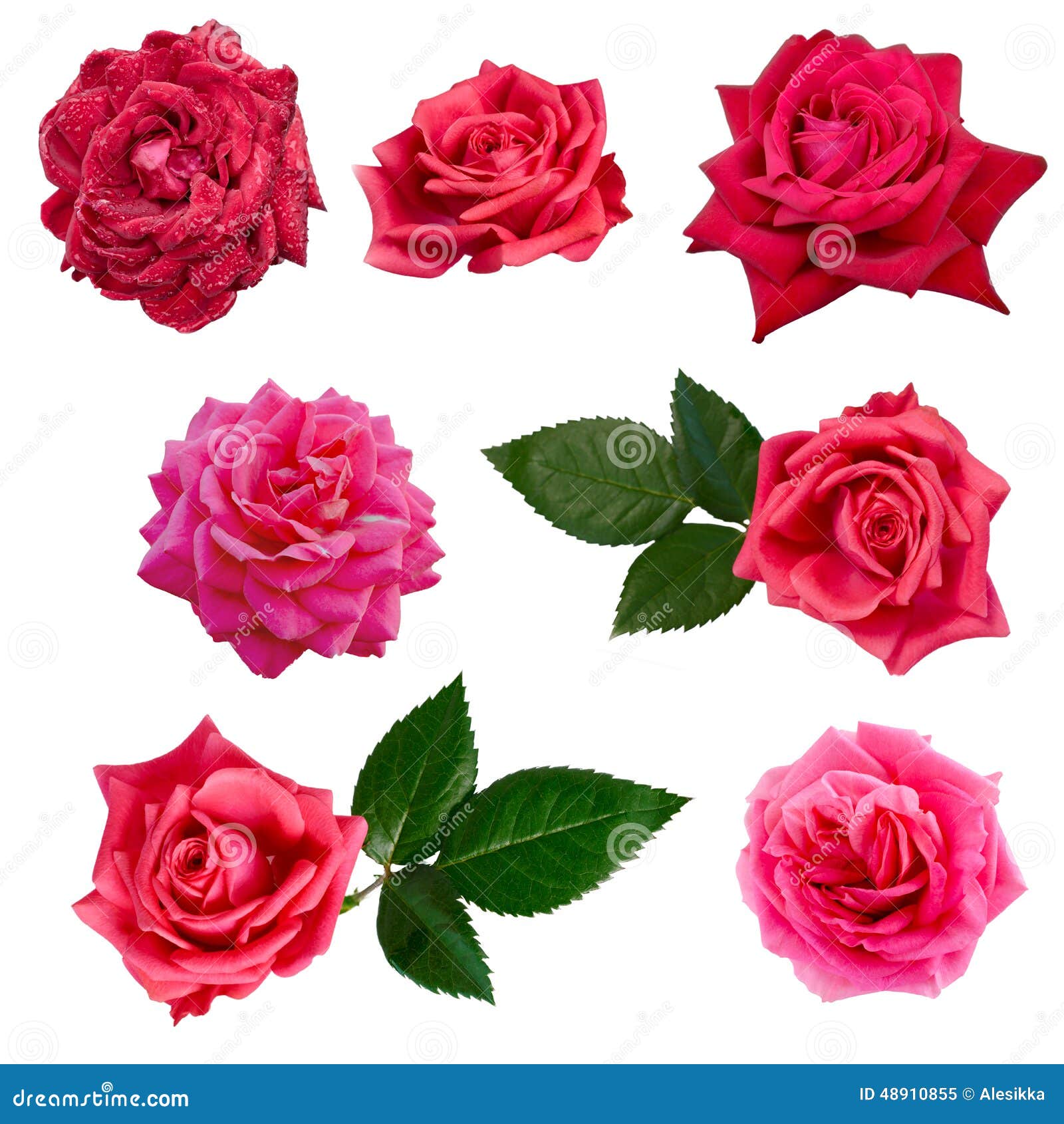 Collage De Siete Rosas Rojas Imagen de archivo - Imagen de fragilidad ...