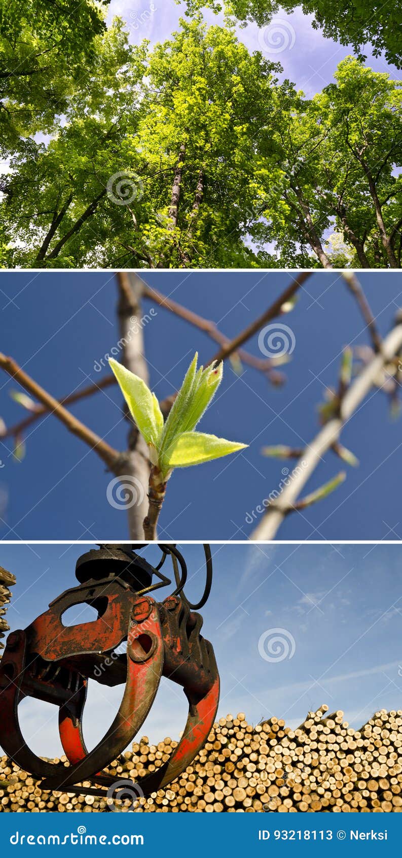 Collage Of Deforestation And Wooden Logs - Forest, Trunks Of Trees Cut ...