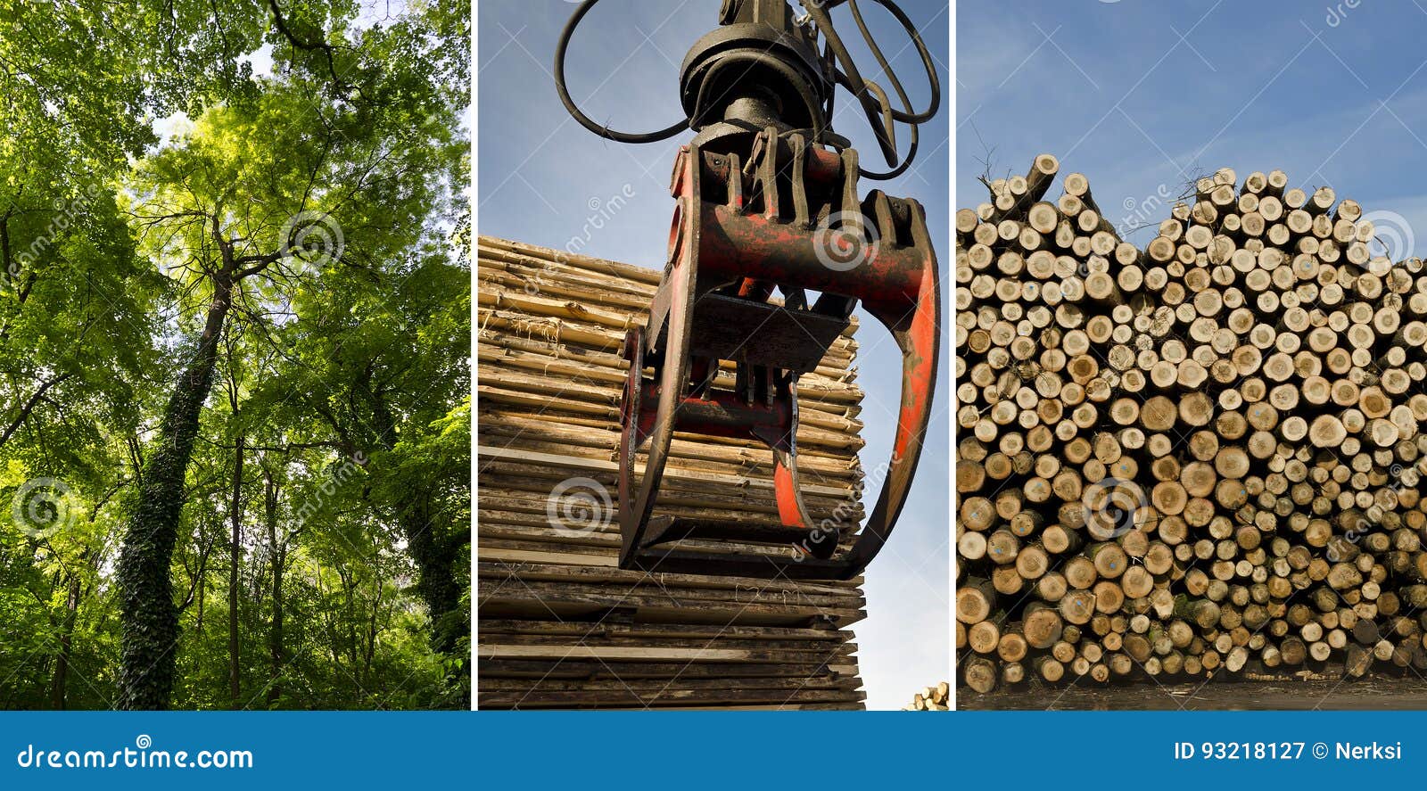 Collage Of Deforestation And Wooden Logs - Forest, Trunks Of Trees Cut ...