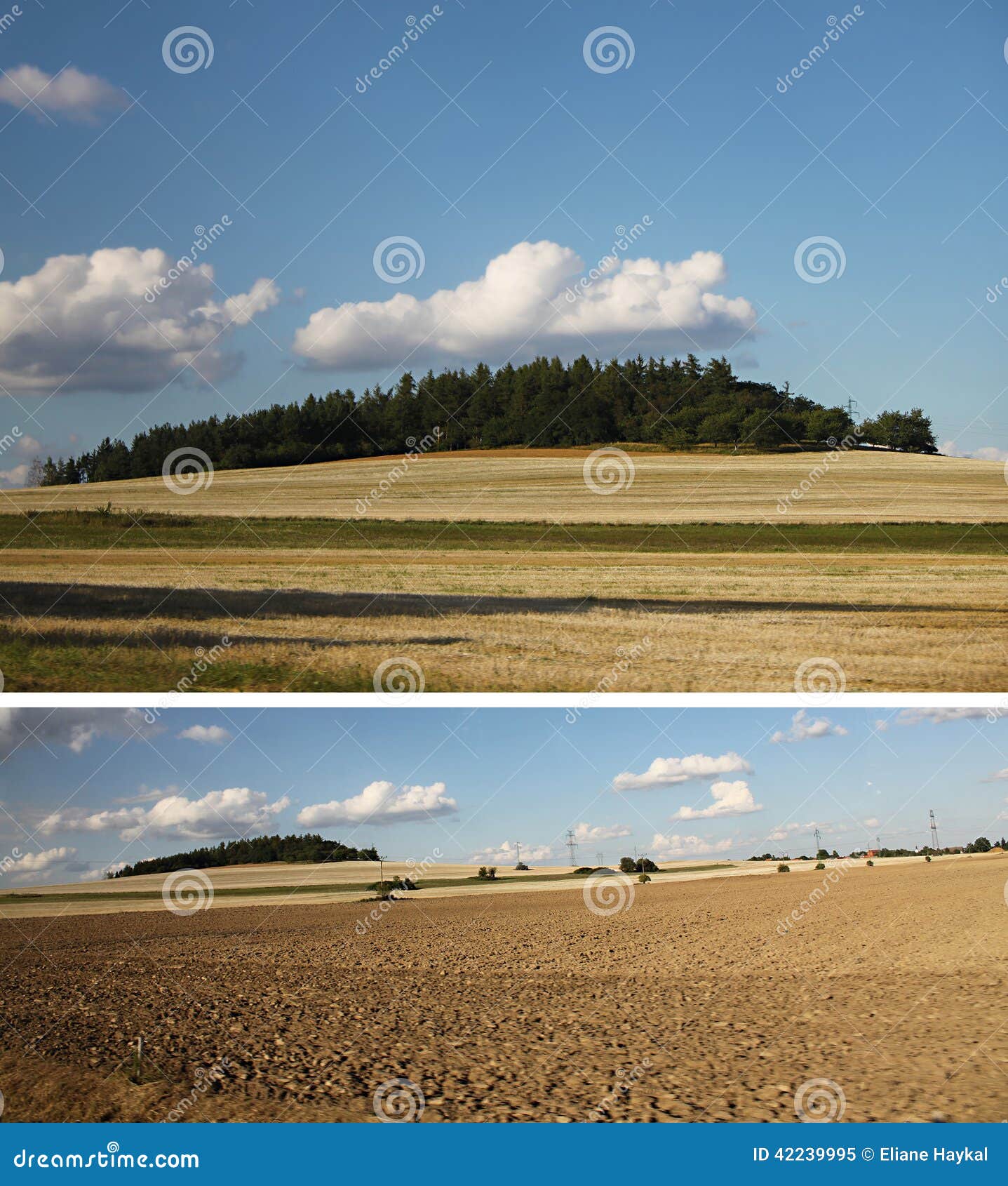 Collage Del Bosque Y Del Campo Imagen de archivo - Imagen de seco ...