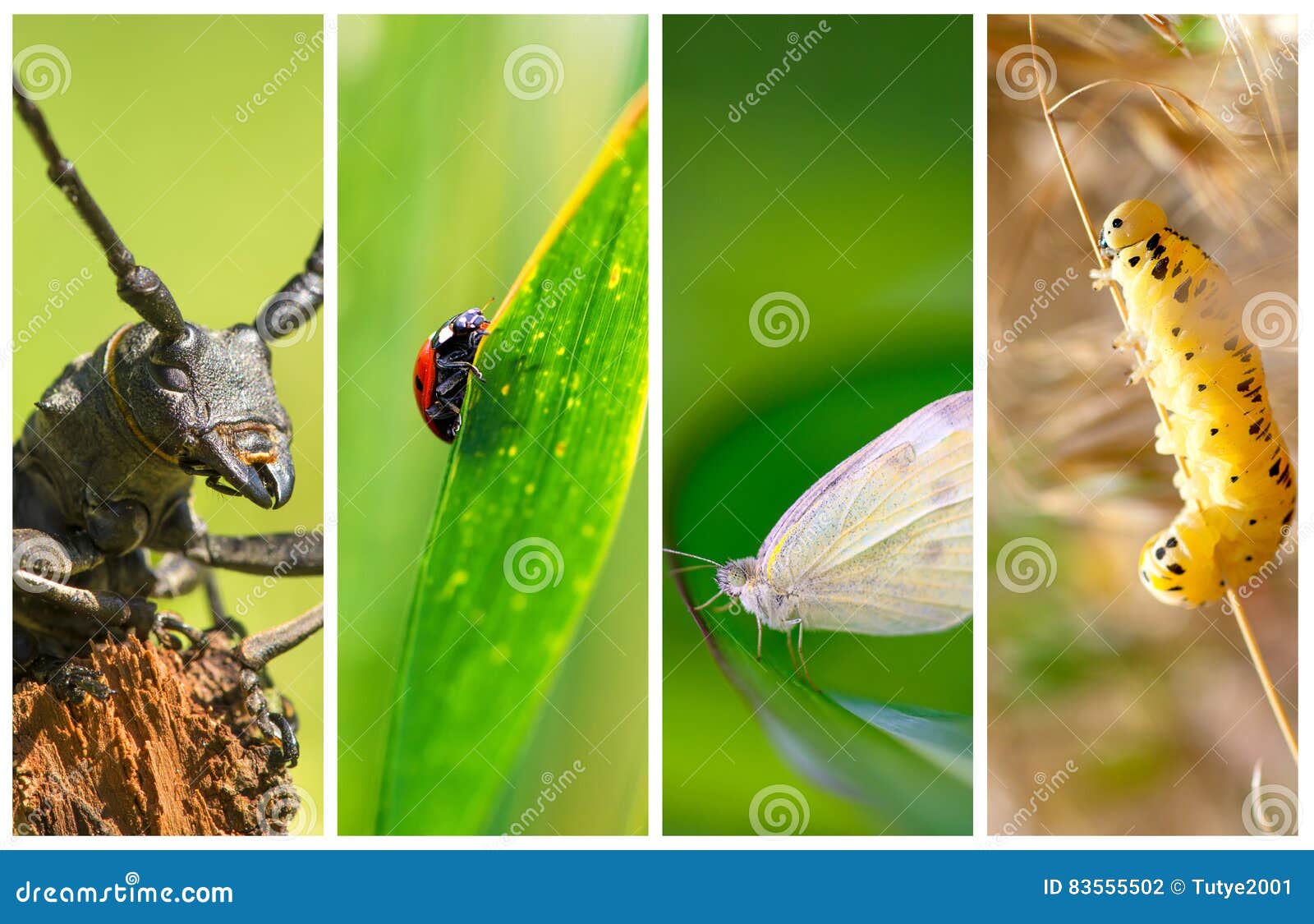 Collage Del Diferente Tipo De Insectos Foto de archivo - Imagen de ...
