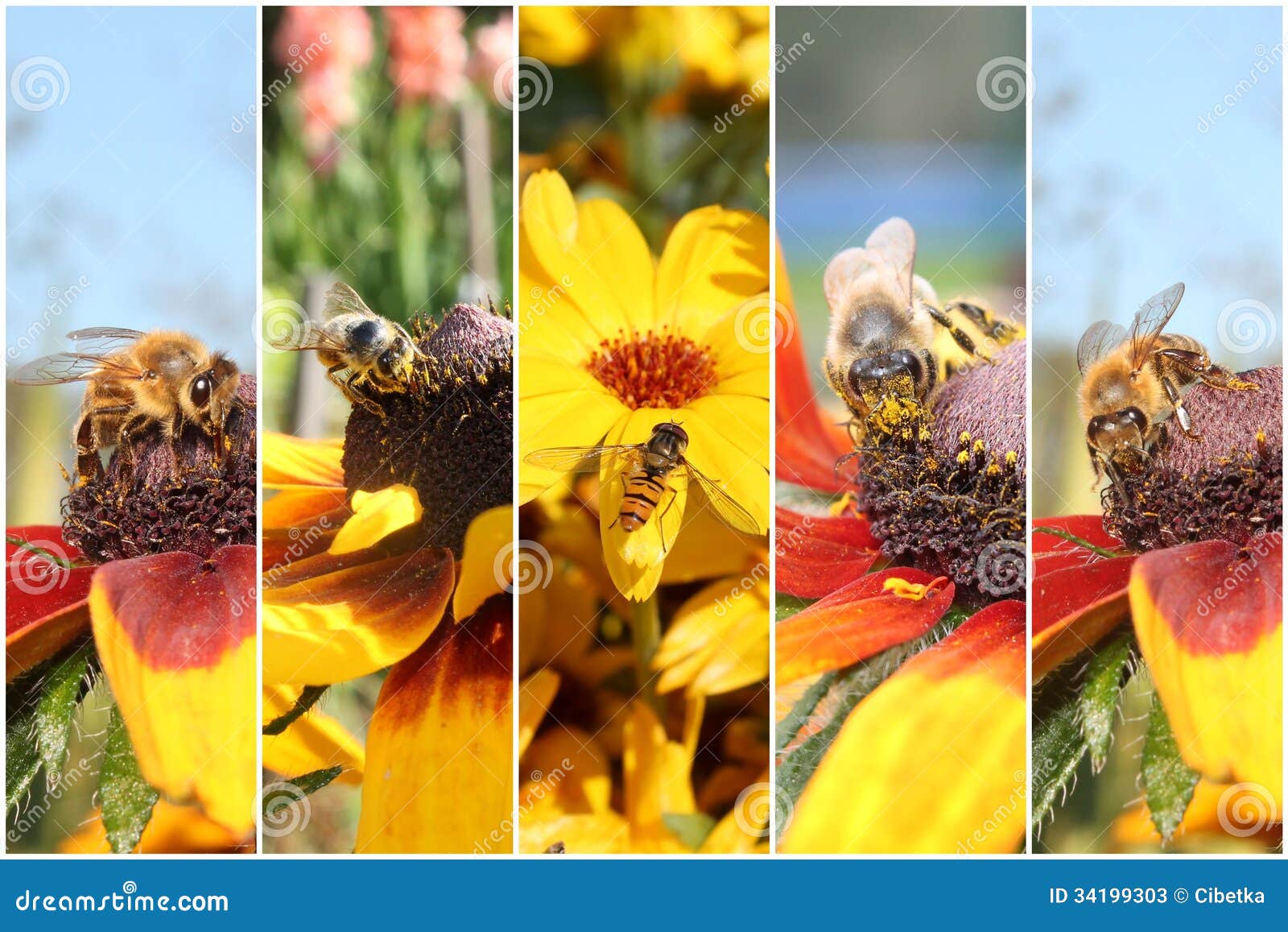 Collage del insecto imagen de archivo. Imagen de miel - 34199303