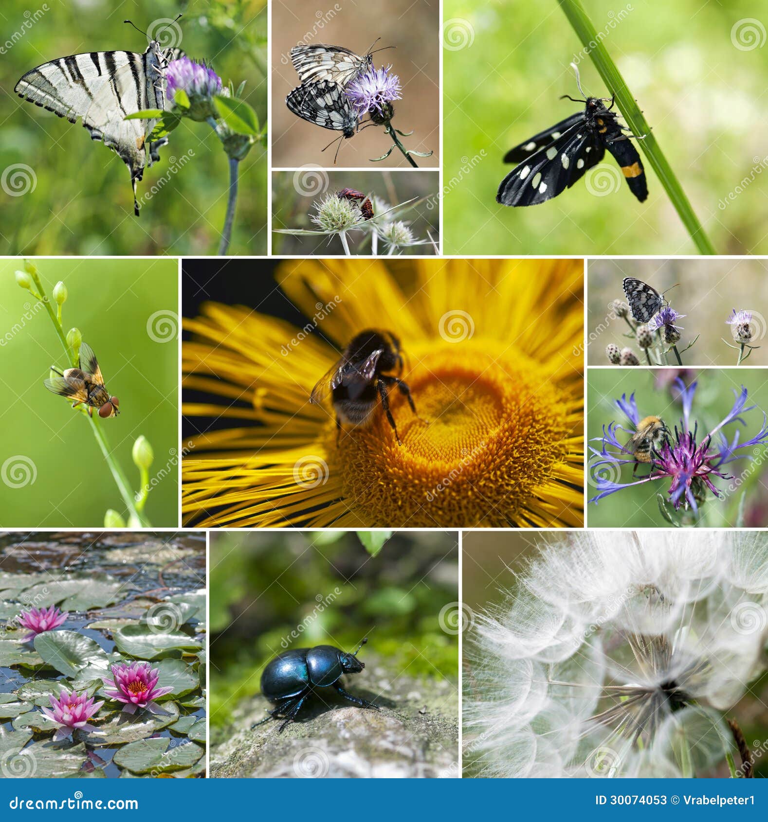 Mezcla De Insecto Y De Flores Imagen de archivo - Imagen de rosa ...
