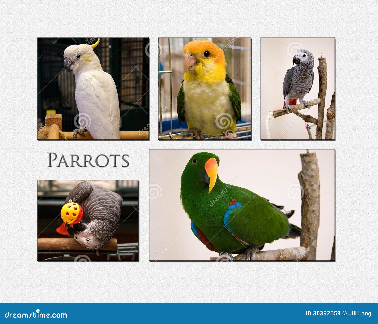 Collage del loro imagen de archivo. Imagen de mascotas - 30392659