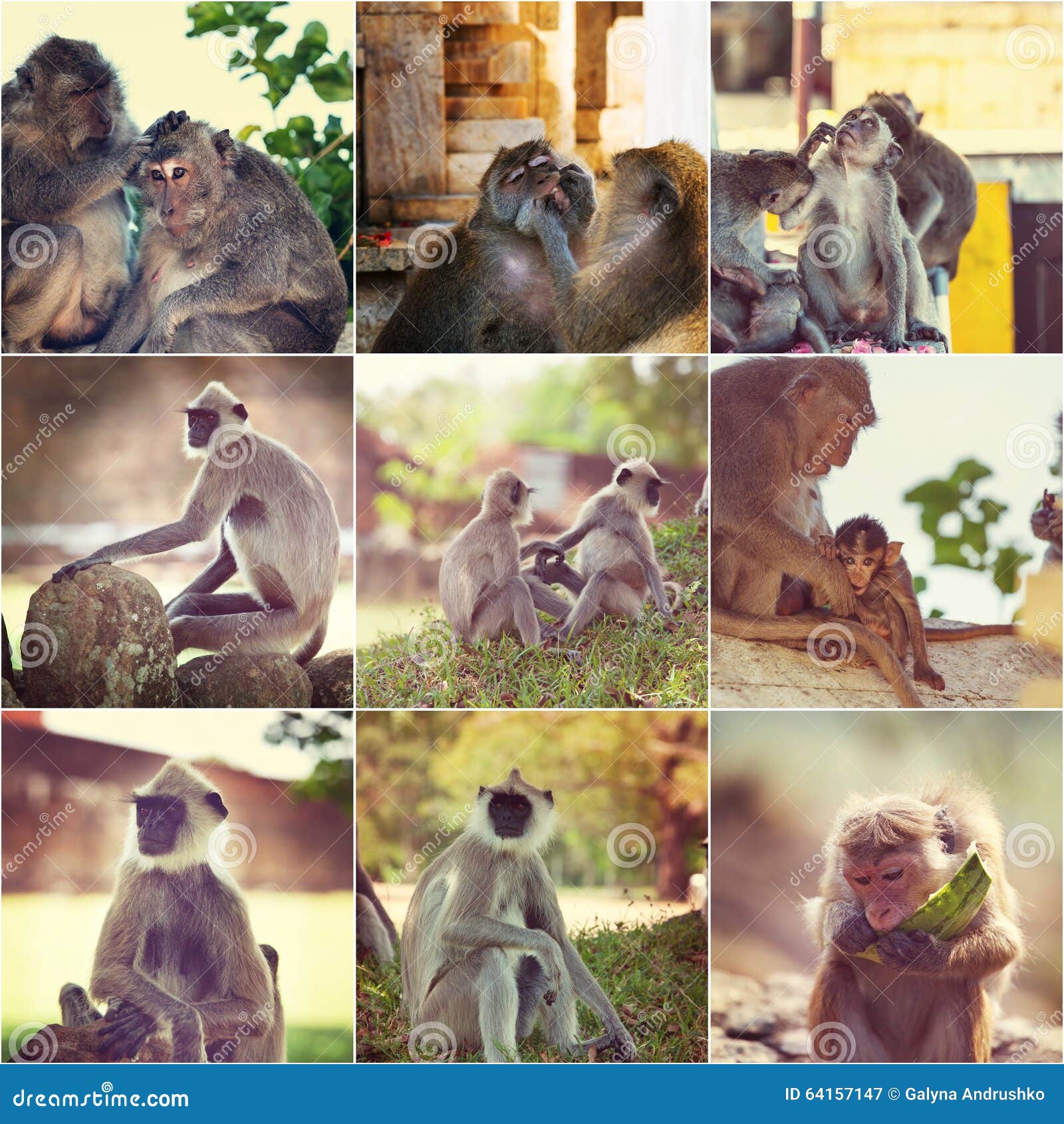 Collage del mono imagen de archivo. Imagen de asia, comer - 64157147