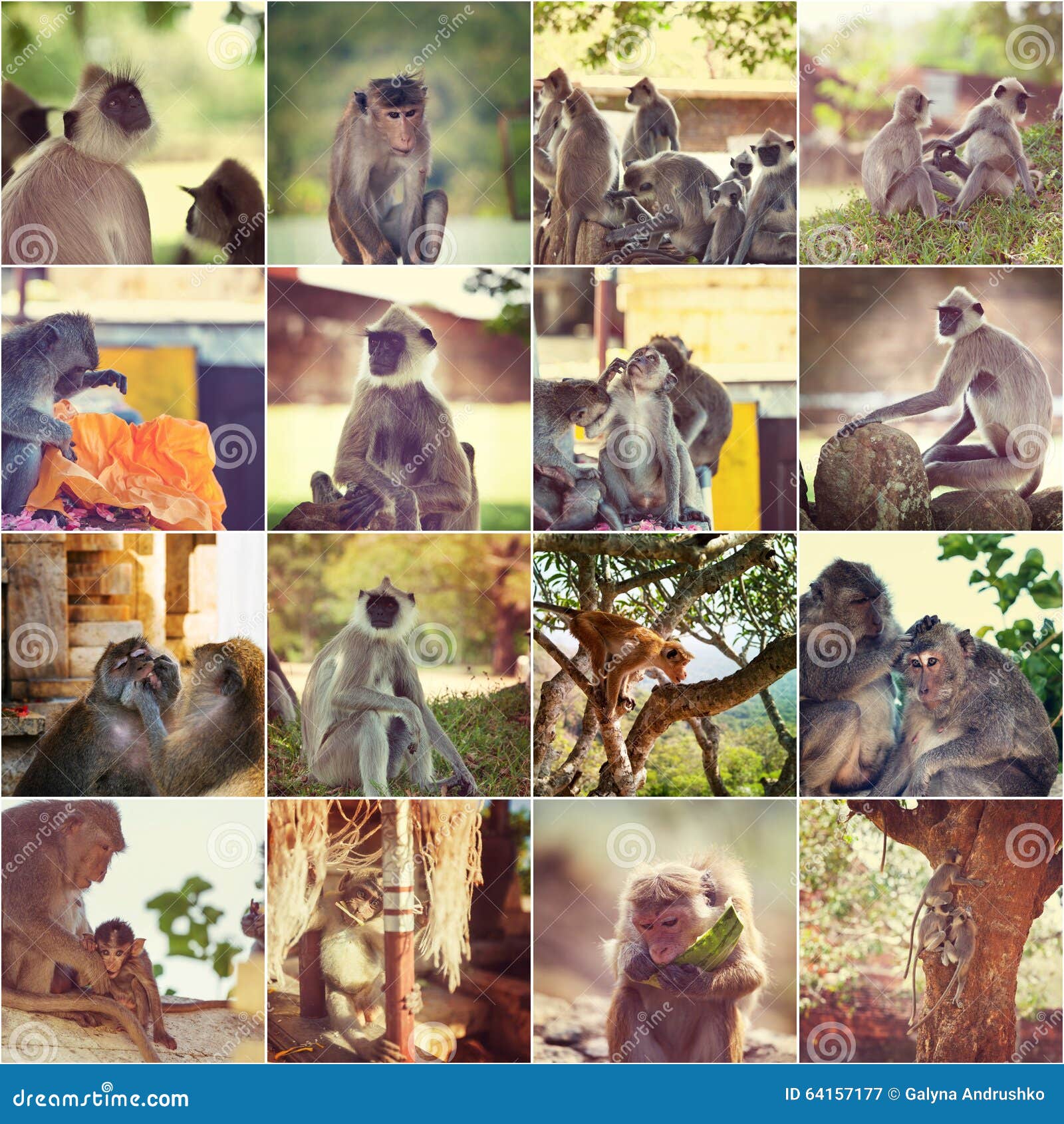 Collage del mono imagen de archivo. Imagen de parque - 64157177