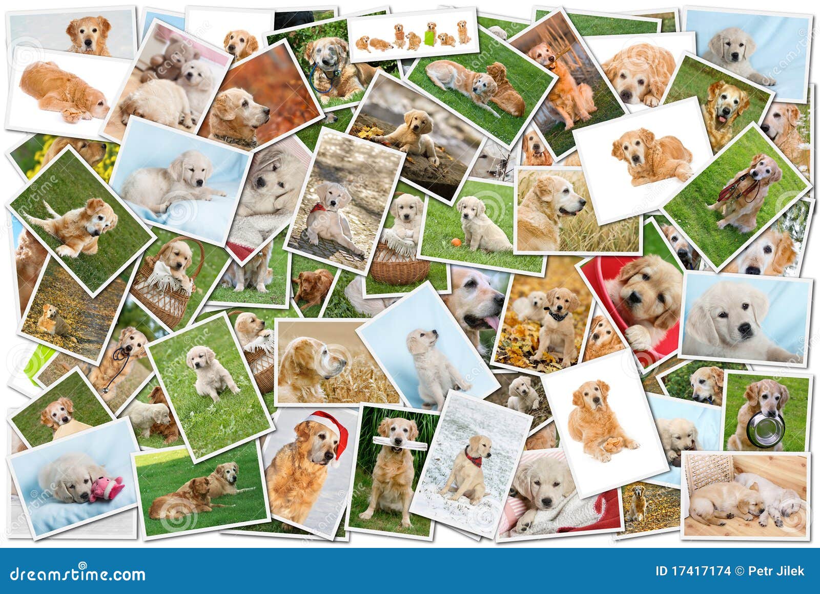 Collage del perro foto de archivo. Imagen de sentada - 17417174