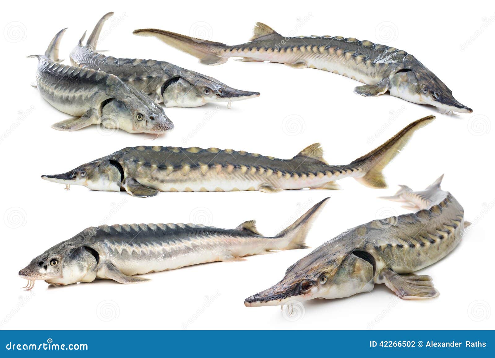 Collage Del Pesce Dello Storione Fotografia Stock - Immagine di ...