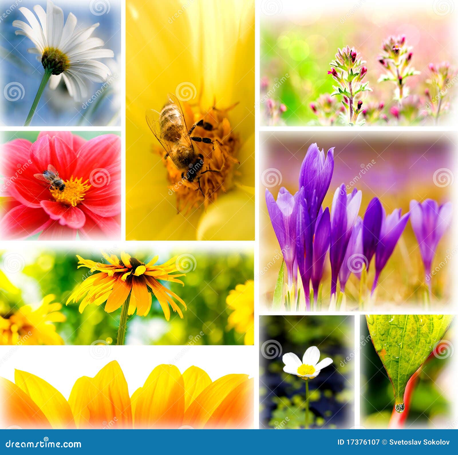 933 Collage De Las Abejas Fotos de stock - Fotos libres de regalías de ...