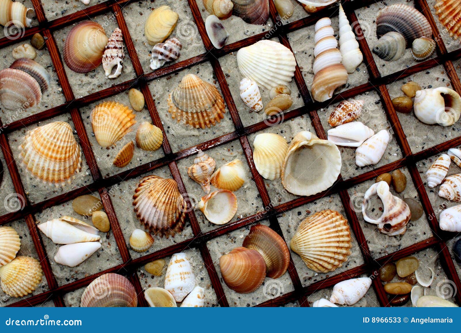 Collage del shell del mar imagen de archivo. Imagen de cubo - 8966533