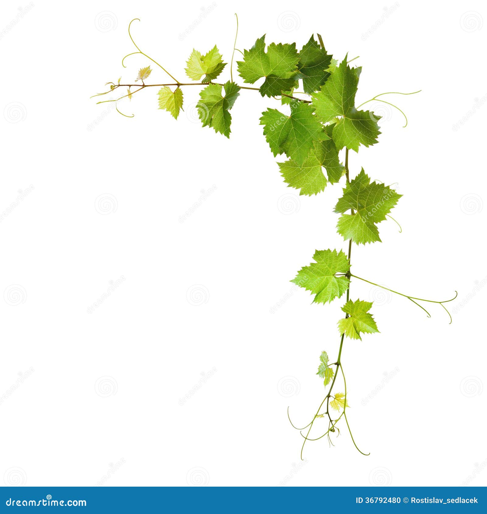 Collage Delle Foglie Di Vite Fotografia Stock - Immagine di sano ...