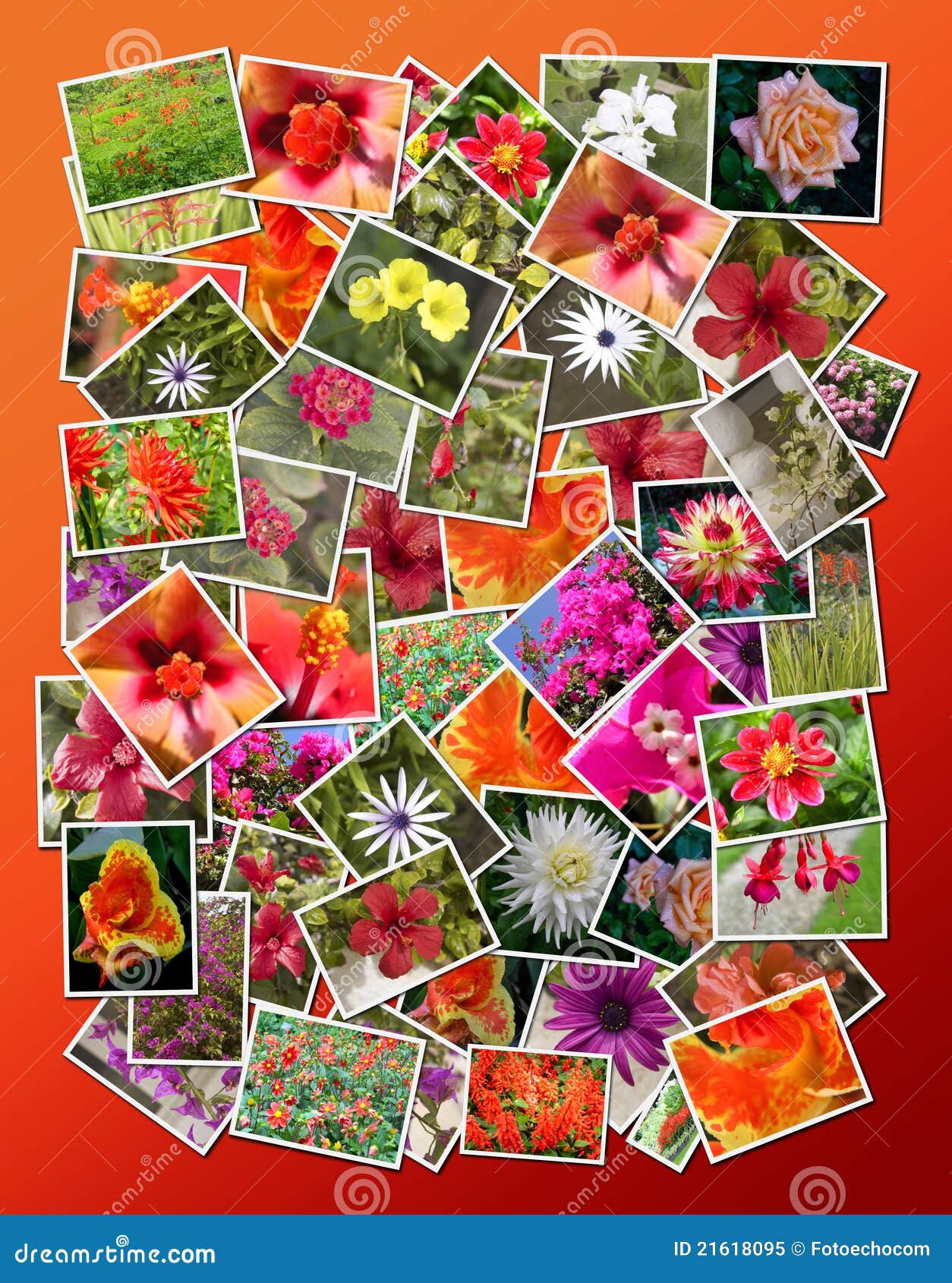Collage Der Schönen Blühenden Blumen Stockbild - Bild von feld, liebe ...