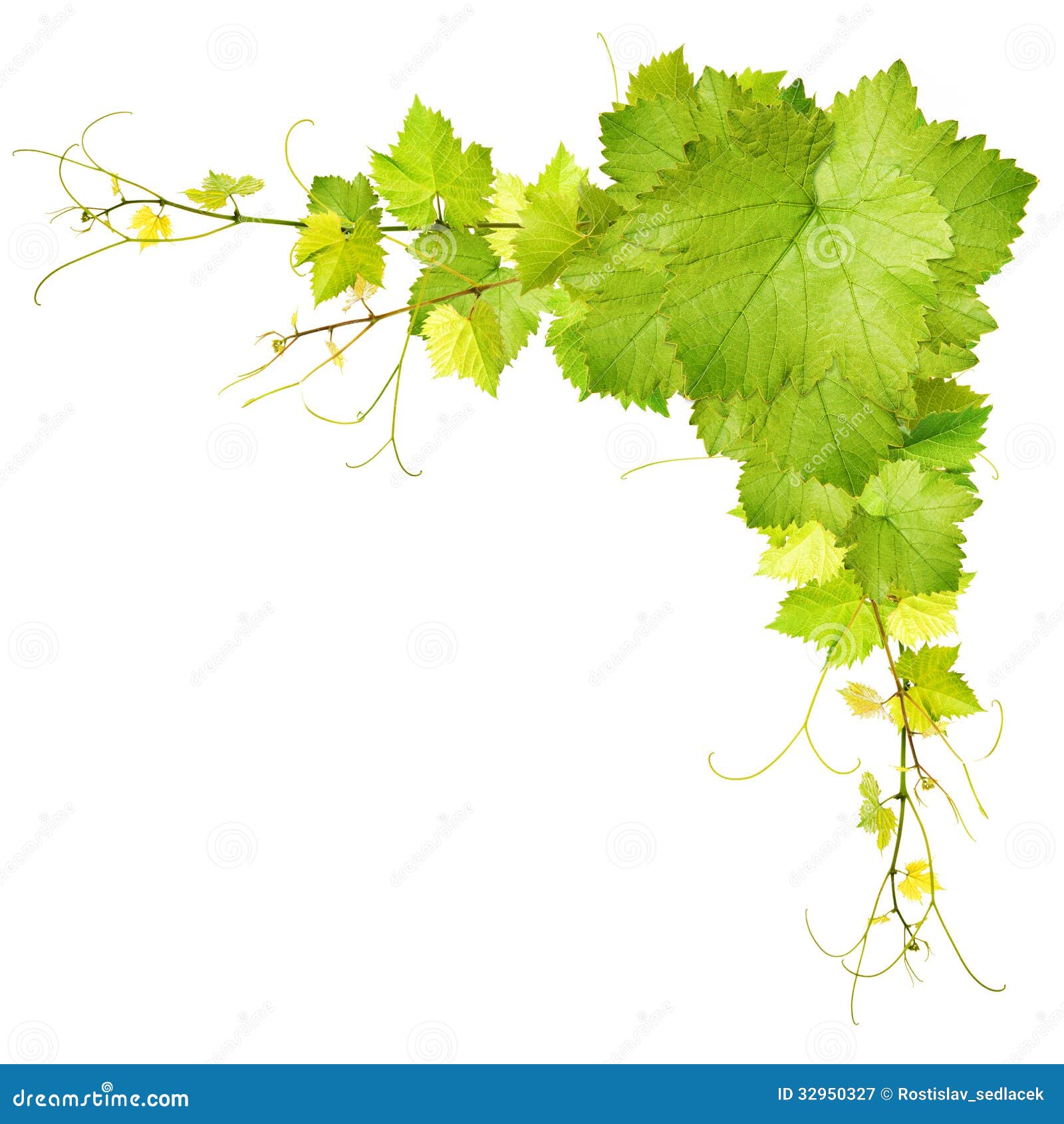 Collage Des Feuilles De Vigne Image stock - Image du vert, isolement ...