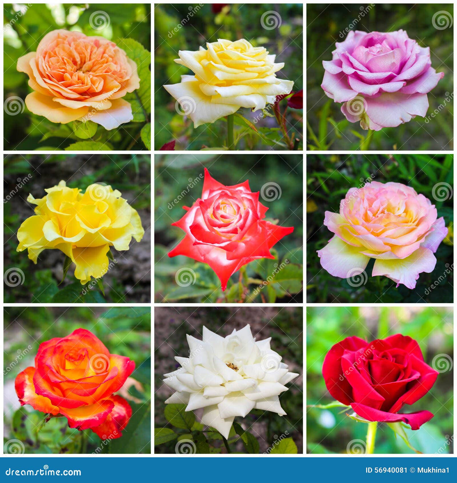 Collage Des Roses De Différentes Variétés Image stock - Image du ...