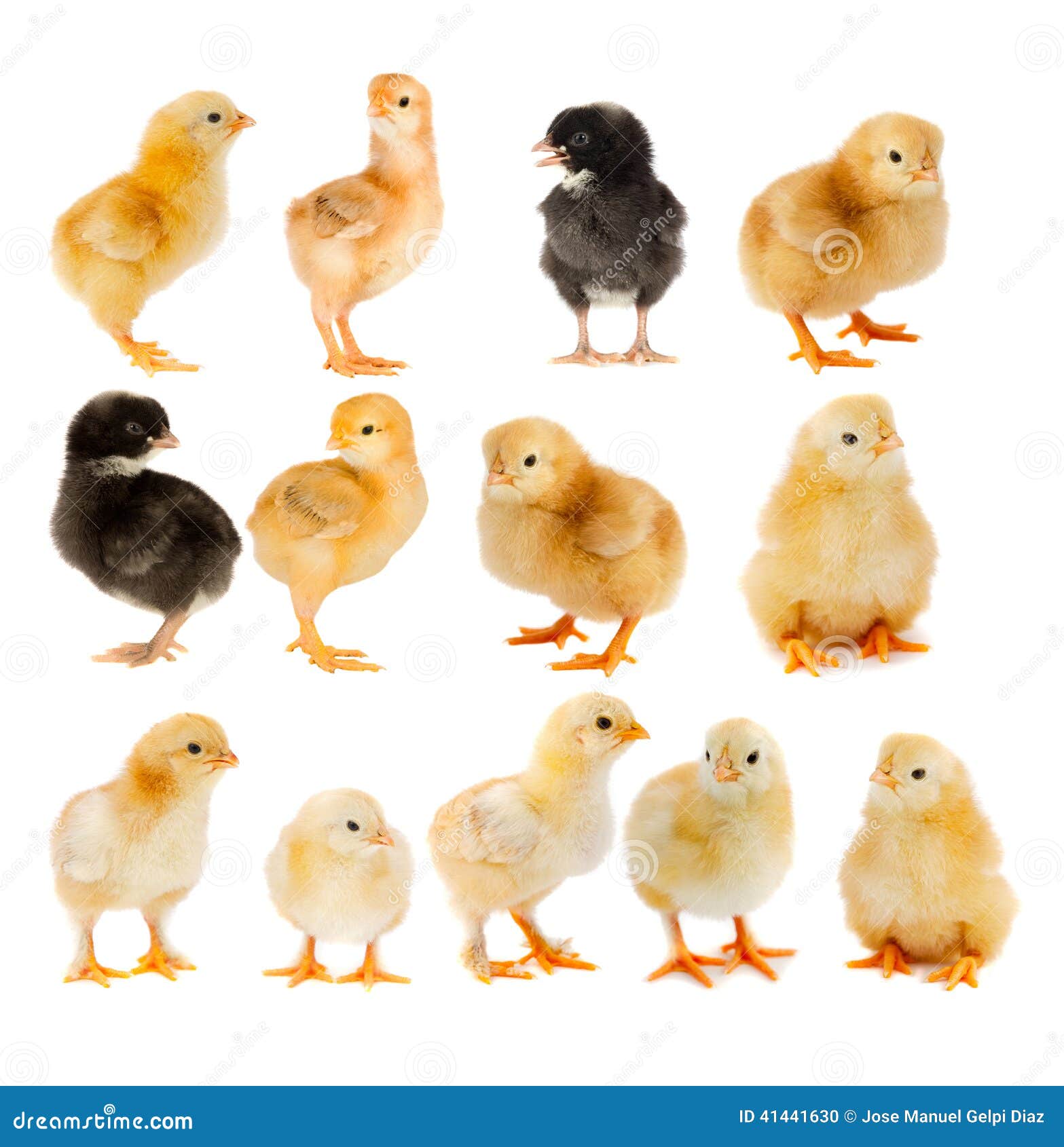 Collage Di Bei Pulcini Gialli E Neri Fotografia Stock - Immagine di ...