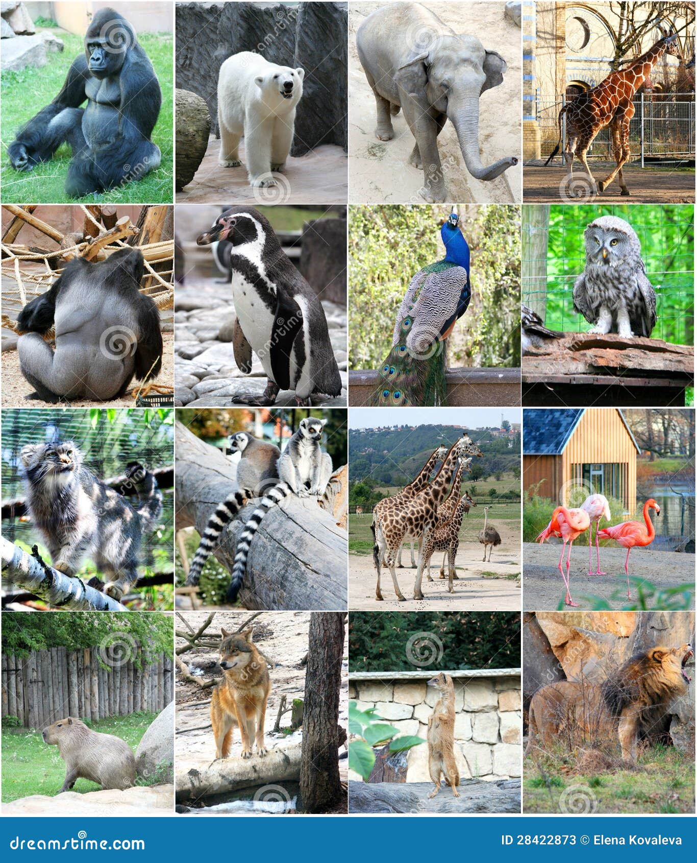 Collage of Different Animals Stock Image - Image of nature, giraffe ... Collage of Different Animals Stock Image - Image of nature, giraffe ...