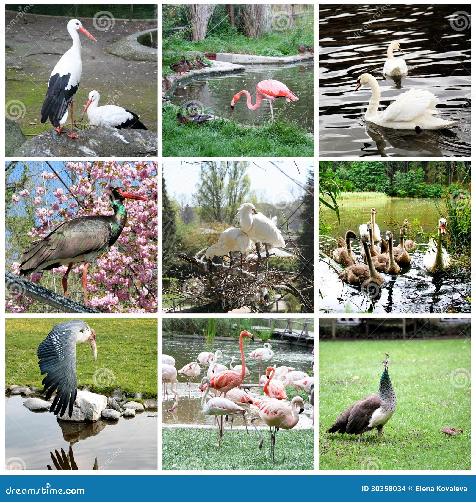 Collage of different birds stock photo. Image of flower - 30358034