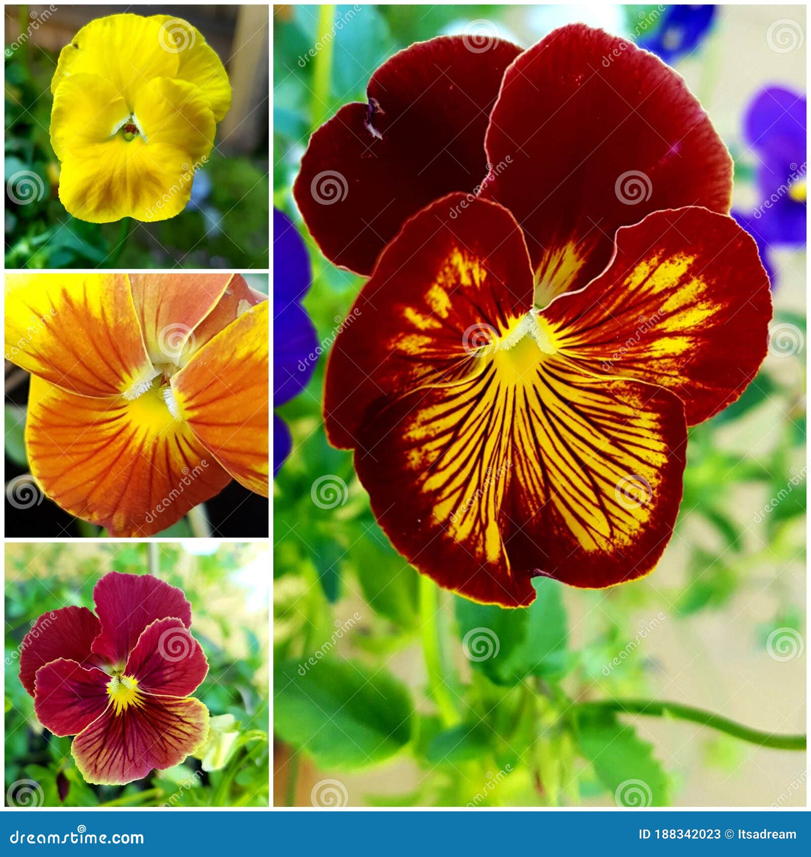 Collage of Different Colors of Pansy Stock Image - Image of colours ...