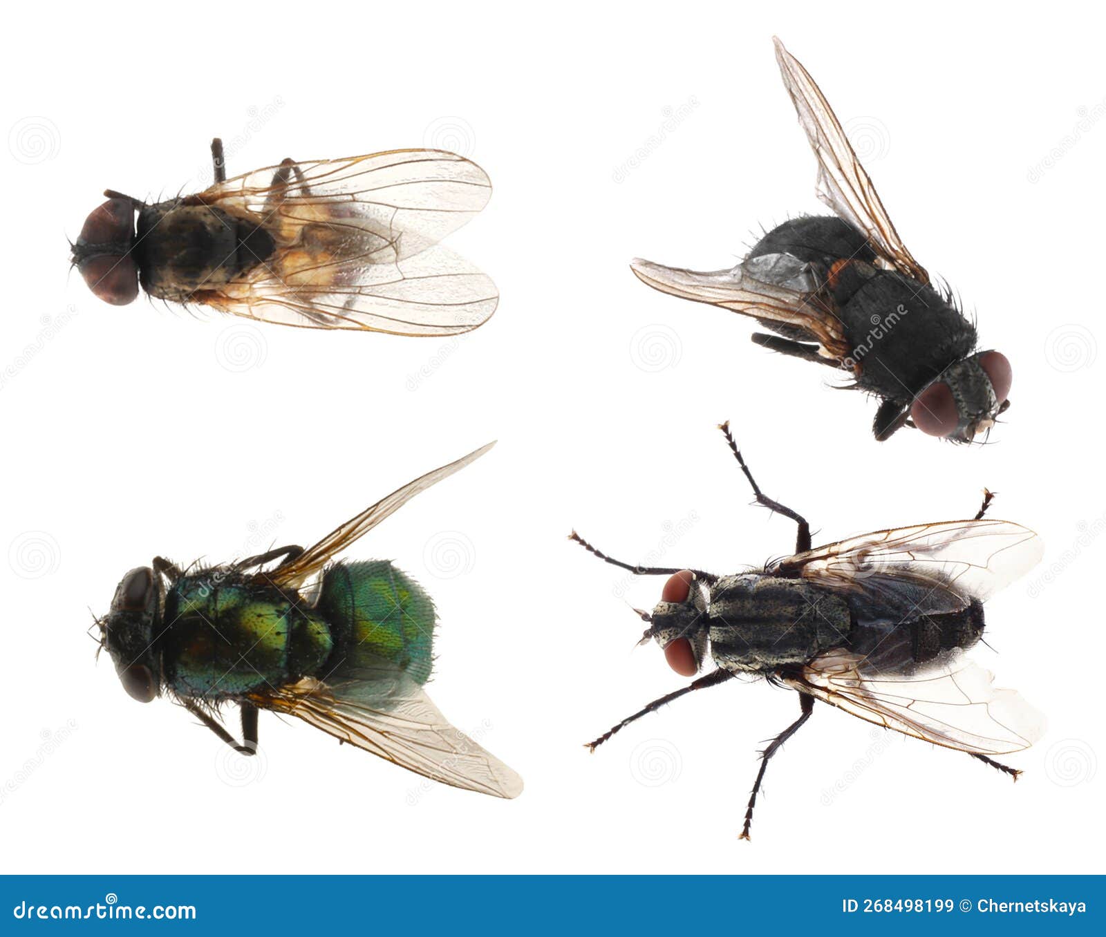Collage with Different Common Flies on White Background Stock Image ...