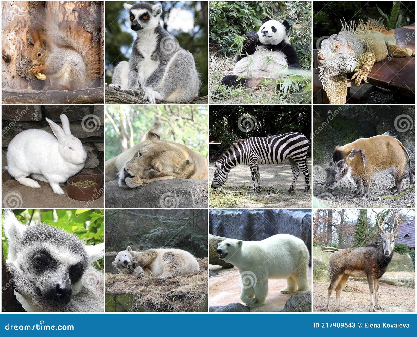 Collage of Different Cute Animals Stock Image - Image of funny, boar ...