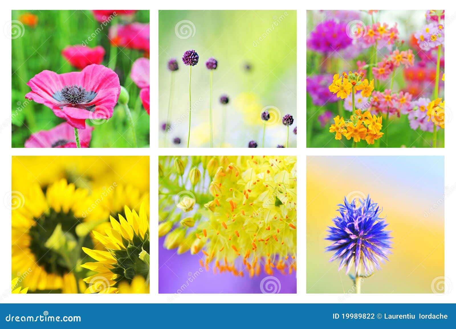 Collage of Different Flowers Stock Photo - Image of blue, springtime ...