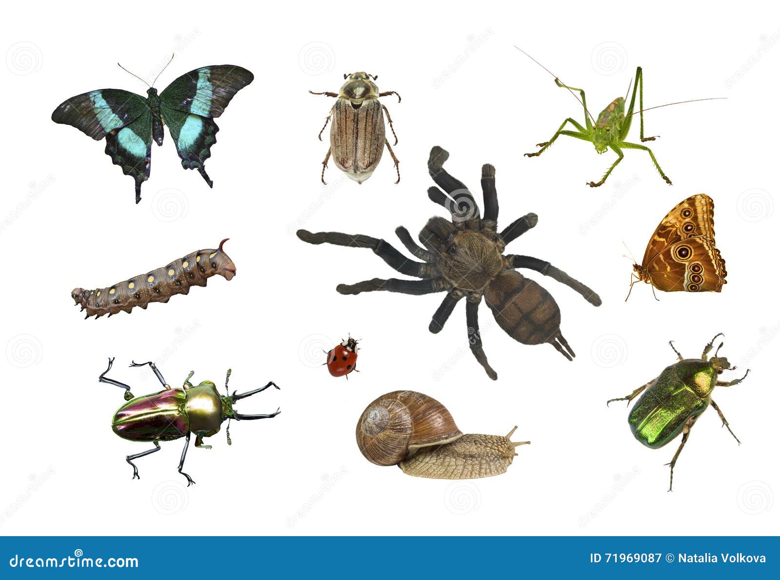 List Of Insects