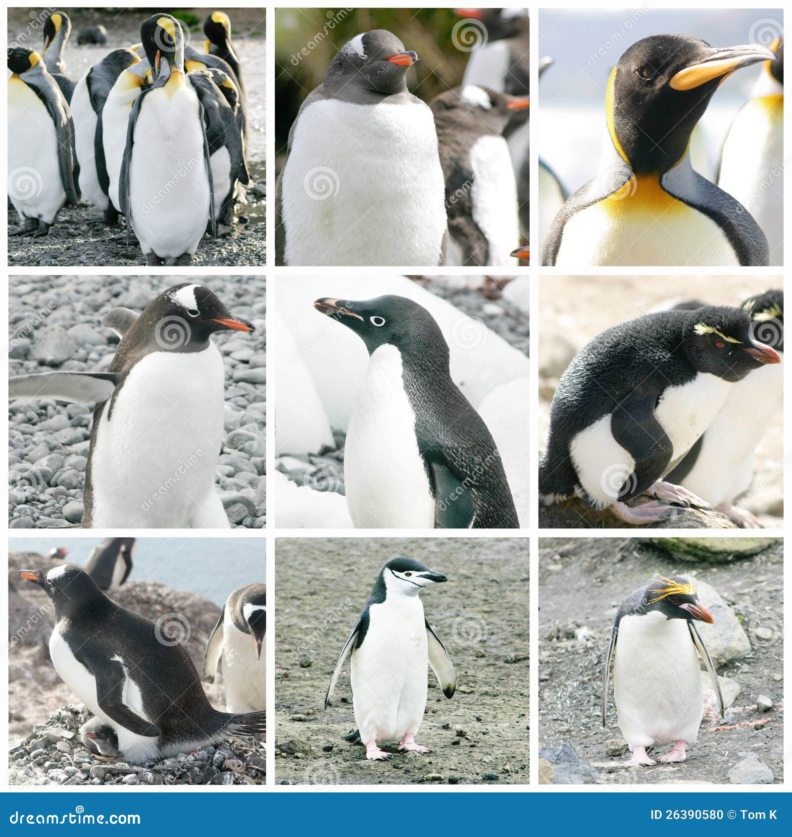 Collage with Different Penguin Species Stock Photo - Image of adelie ...