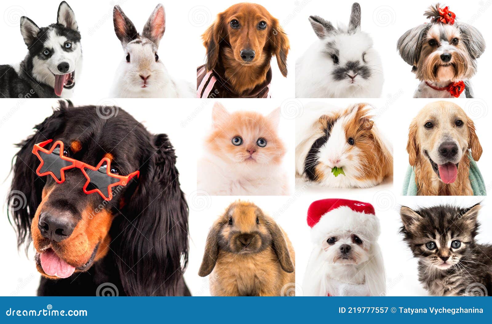 Collage with Different Pets Stock Image - Image of background, husky ...