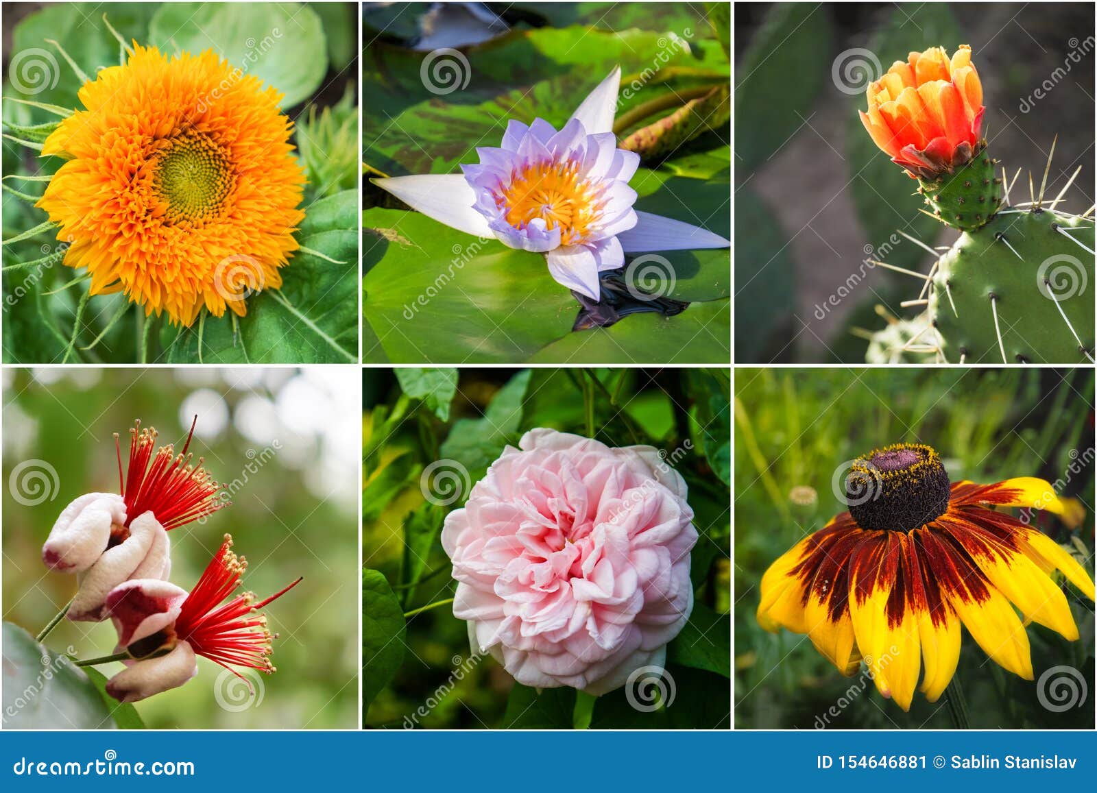 Collage from Different Pictures of Beautiful Flowers Stock Illustration ...