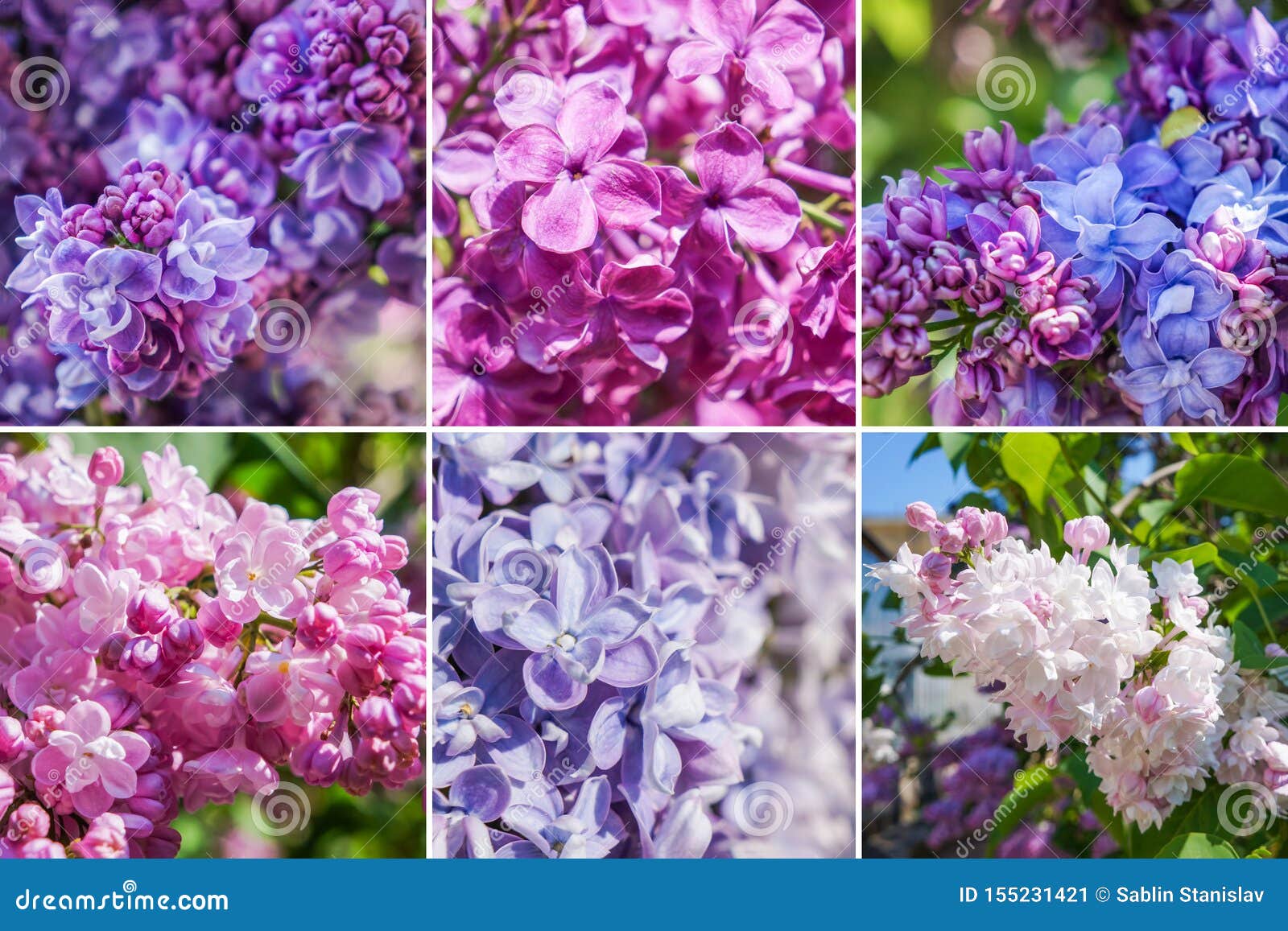 Collage from Different Pictures of Varietal Lilac. Stock Image - Image ...